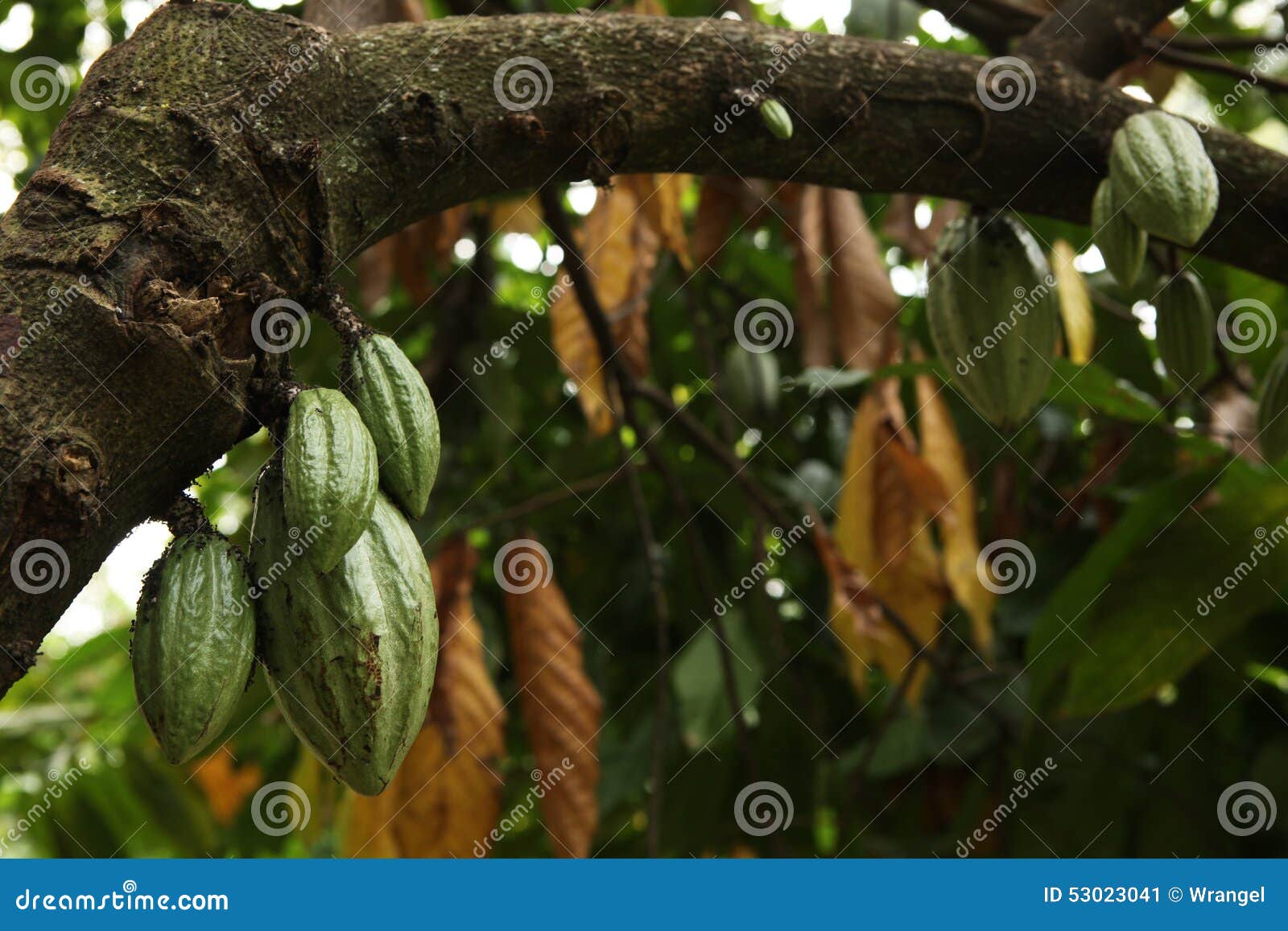 Red Cacao Pod On Tree Royalty-Free Stock Photography | CartoonDealer ...