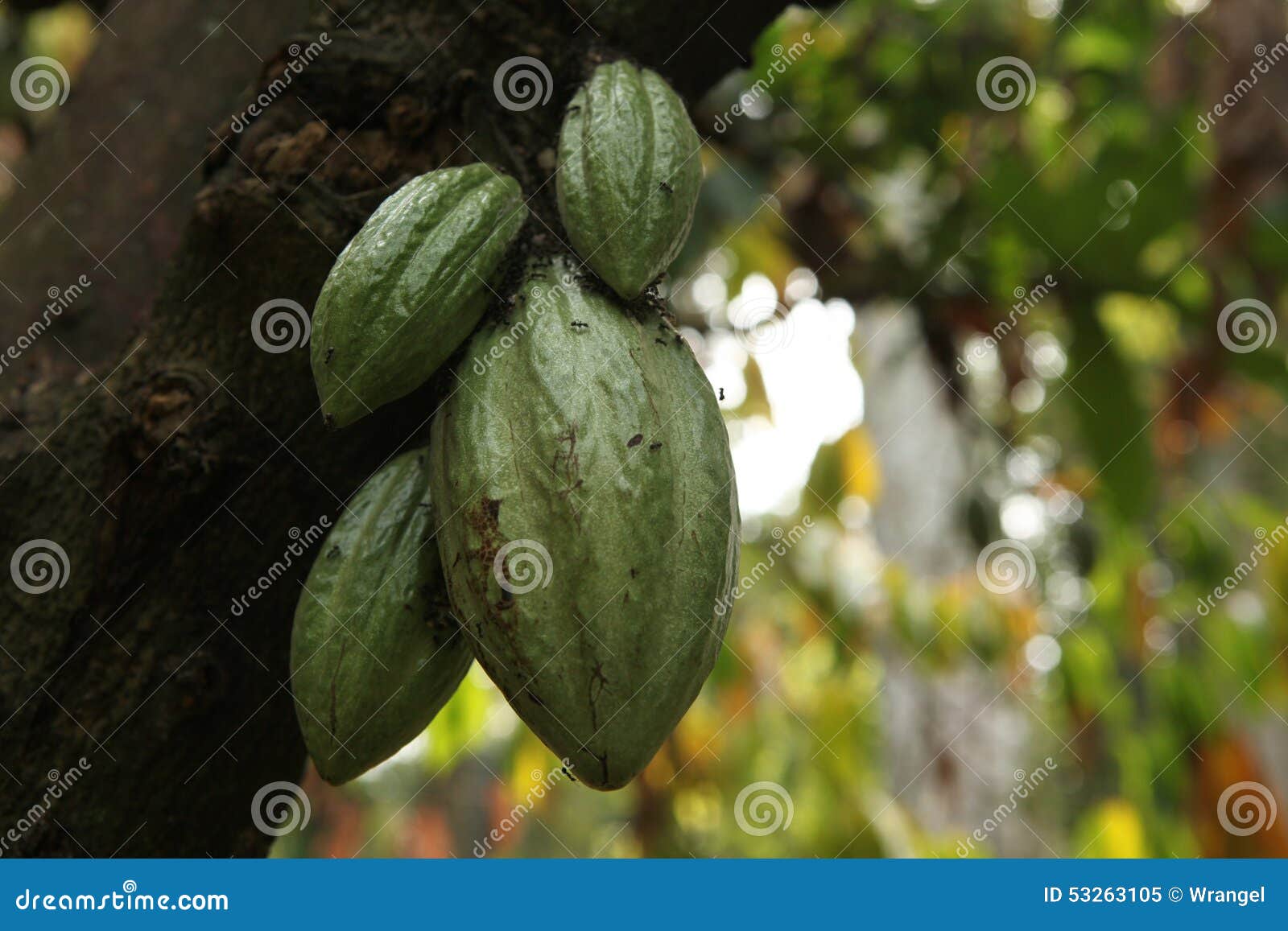 Cacao Tree With Leaves, Theobroma Cacao Malvaceae From South America ...