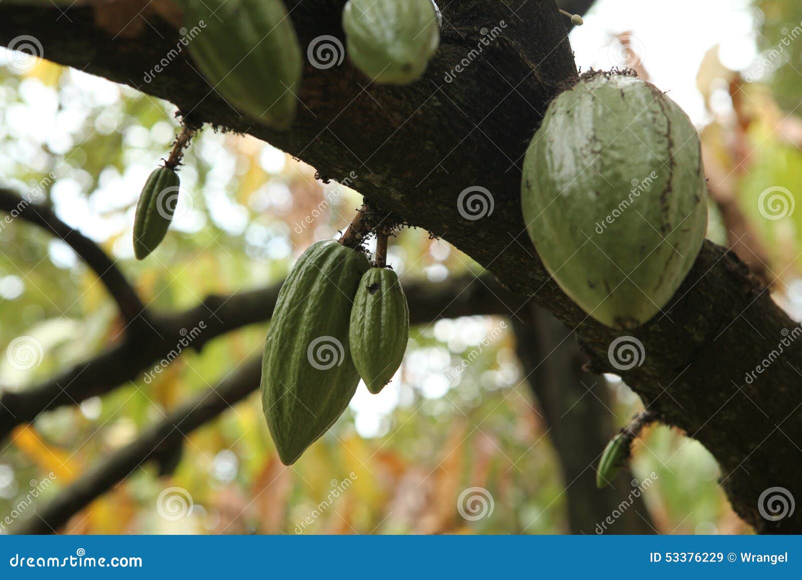 Cacao Tree With Leaves, Theobroma Cacao Malvaceae From South America ...