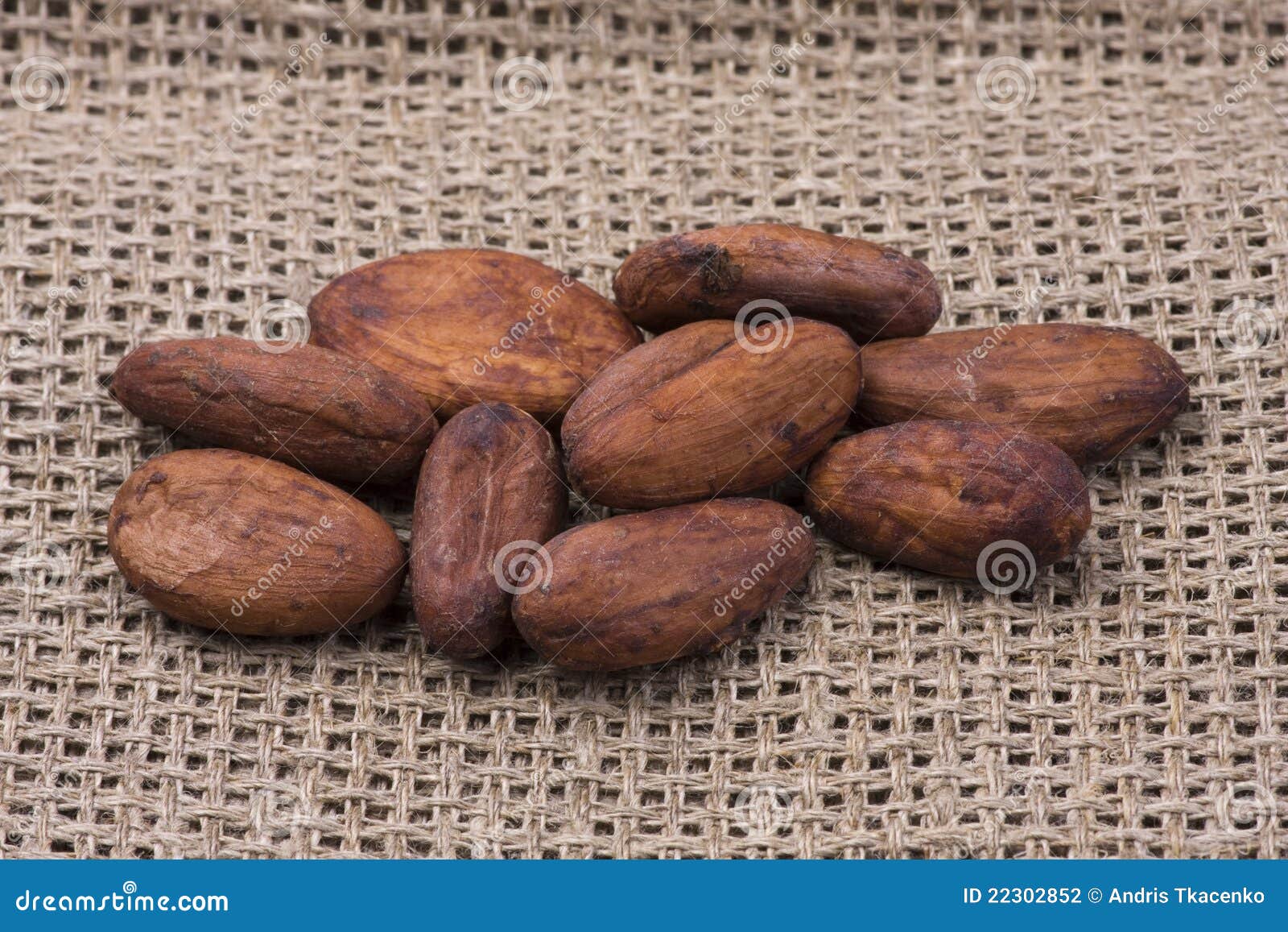 Cacaobonen op jute stock foto. Image of ongeëvenaard - 22302852