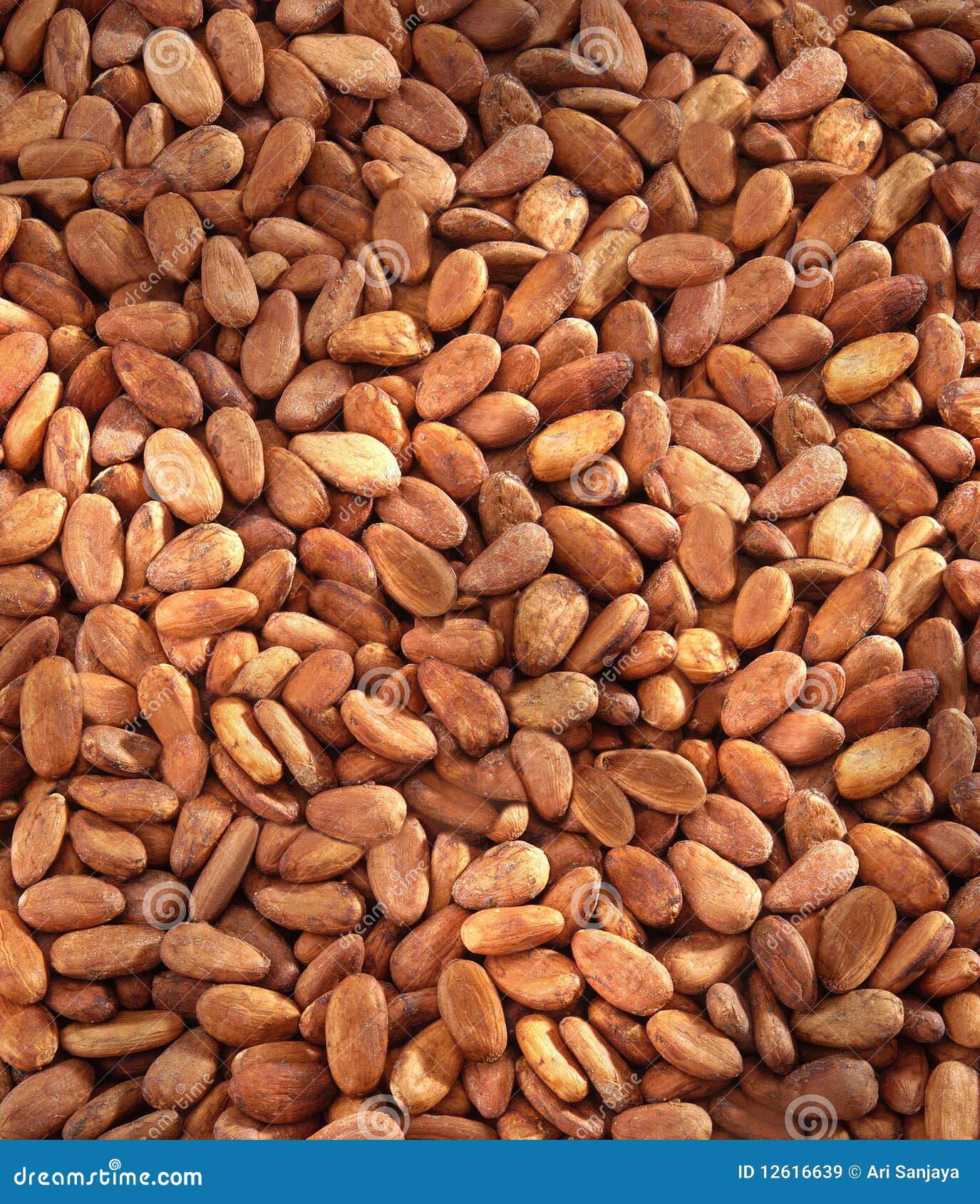 Cacaoboon stock afbeelding. Image of zaad, achtergronden - 12616639