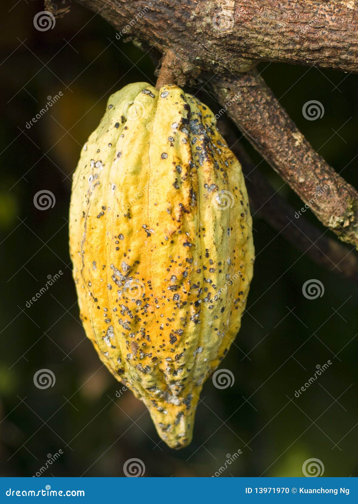Cacaoboon stock foto. Image of bonen, peul, installatie - 13971970