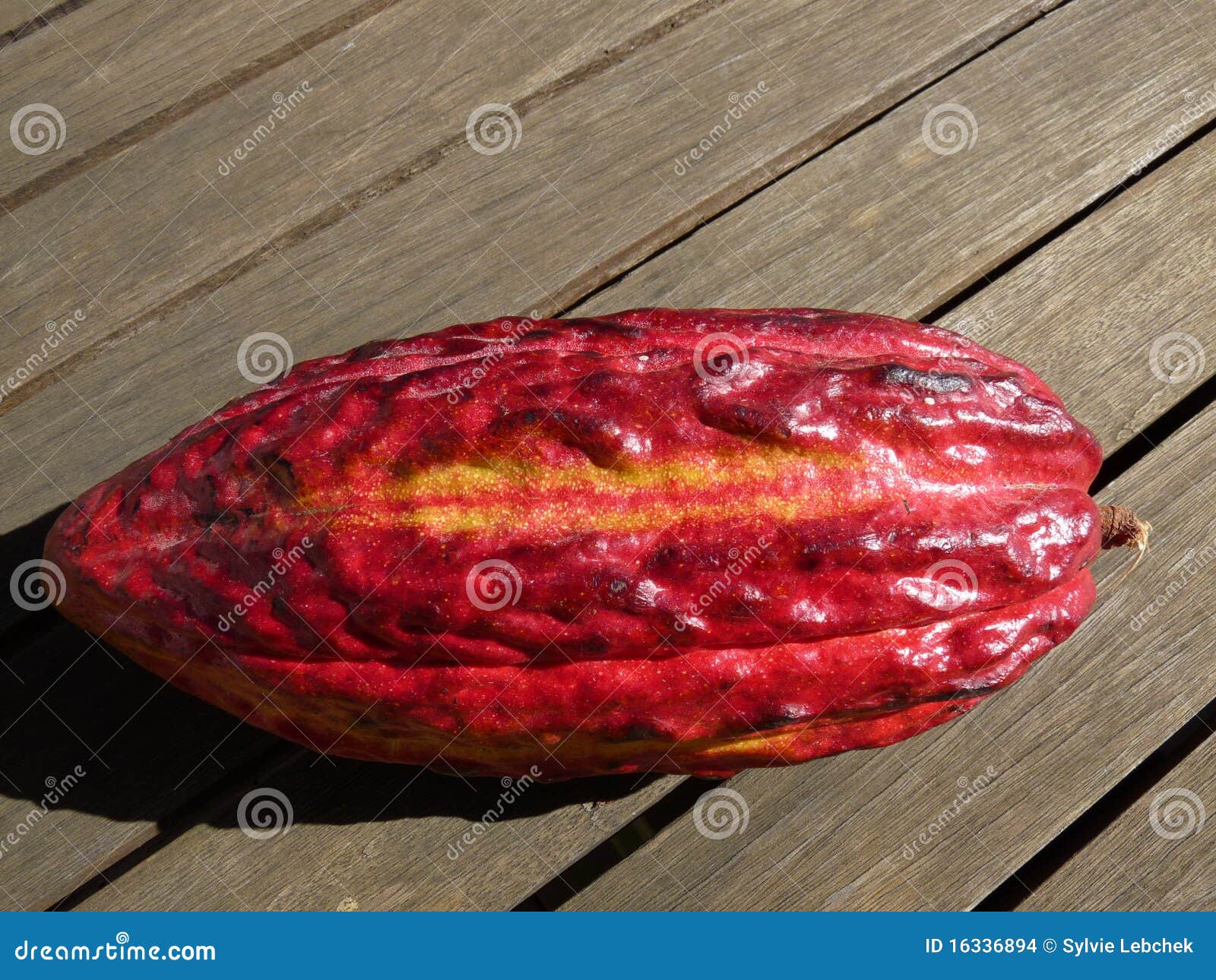 Cacaoboon stock foto. Image of cacao, geel, tropisch - 16336894
