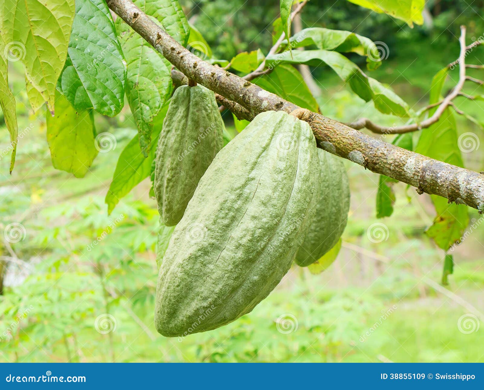 Cacaoboon stock afbeelding. Image of heerlijk, groei - 38855109