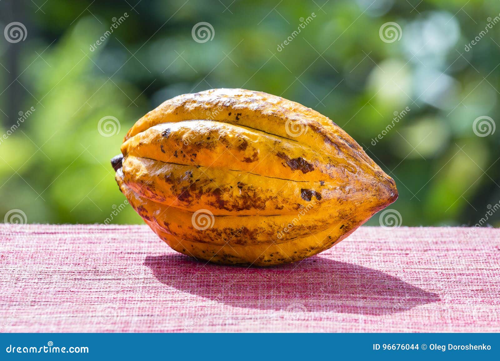 Cacaoboon, Cacaofruit Eiland Bali, Indonesië Stock Foto - Image of ...