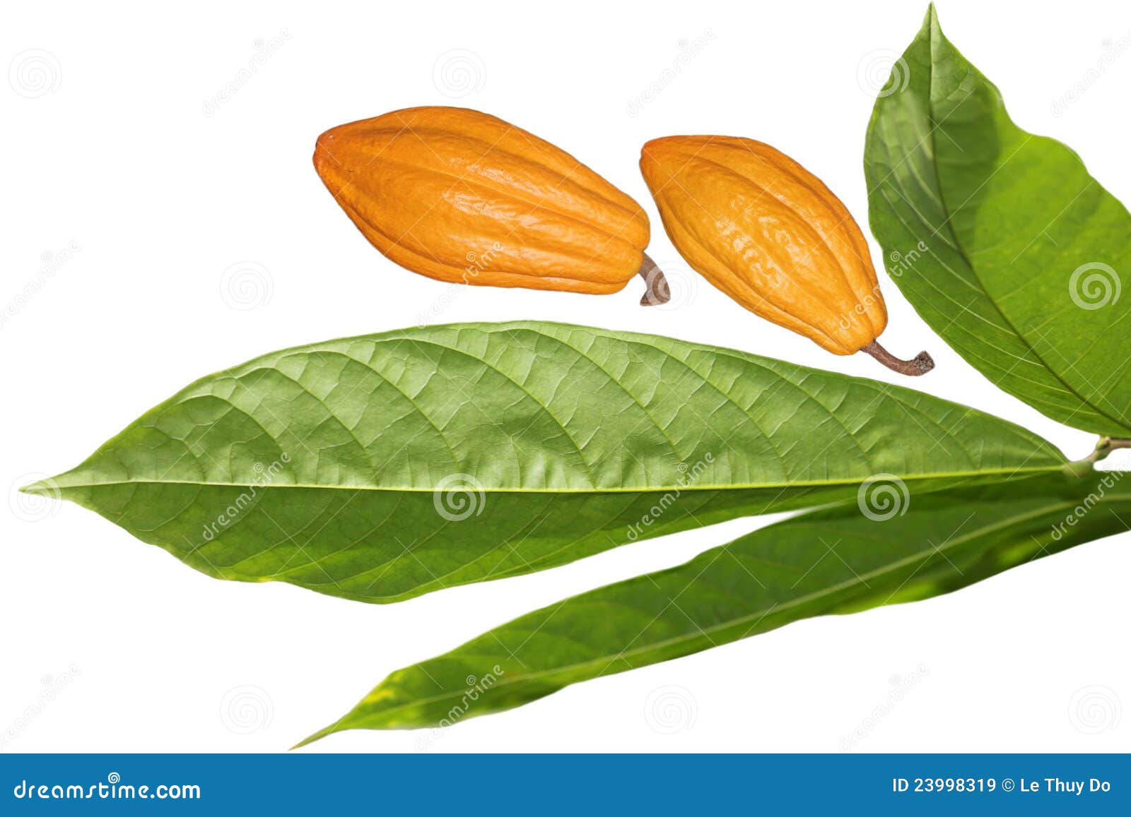 Cacaoboon en Blad stock afbeelding. Image of tropisch - 23998319