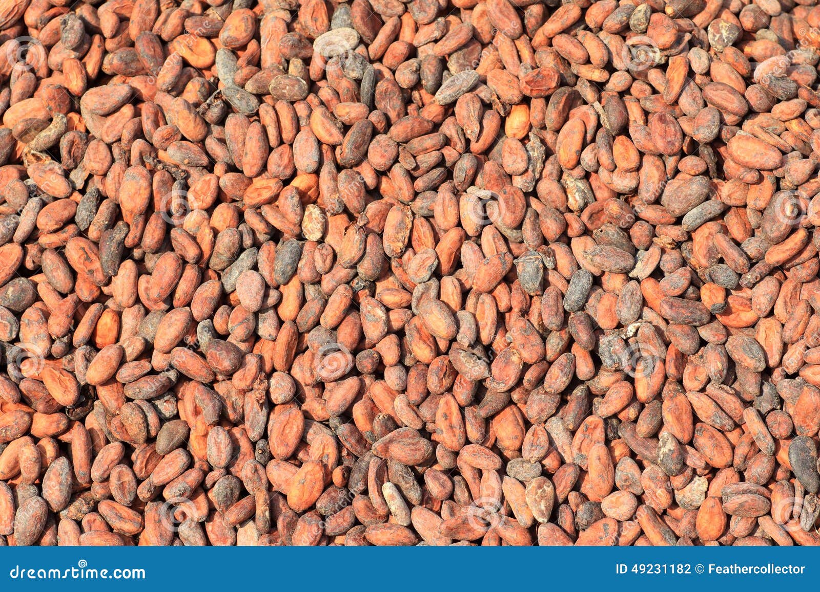 Cacaoboon in Ghana stock foto. Image of niemand, peul - 49231182