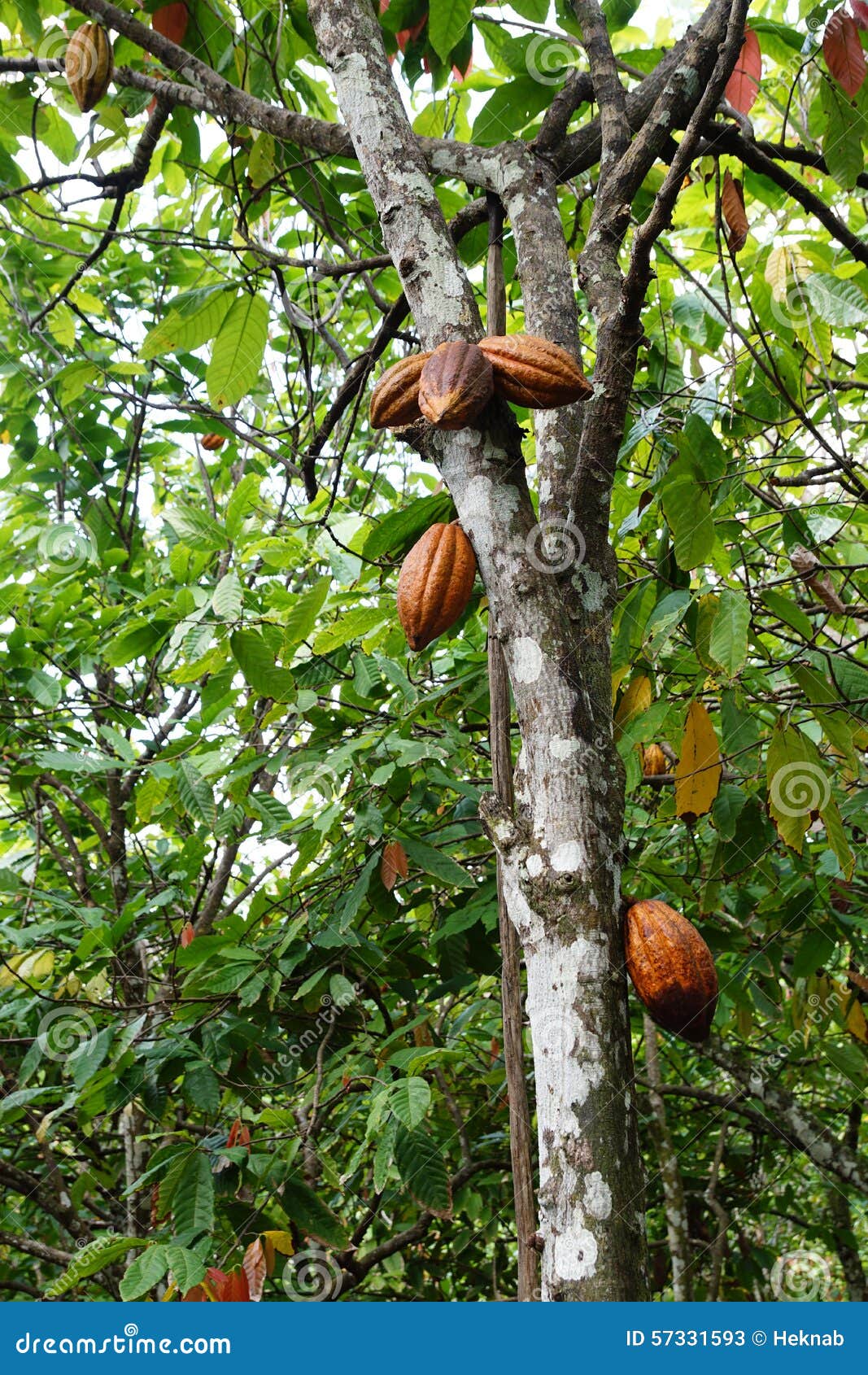Cacaoyer image stock. Image du fruits, haricot, boisson - 57331593
