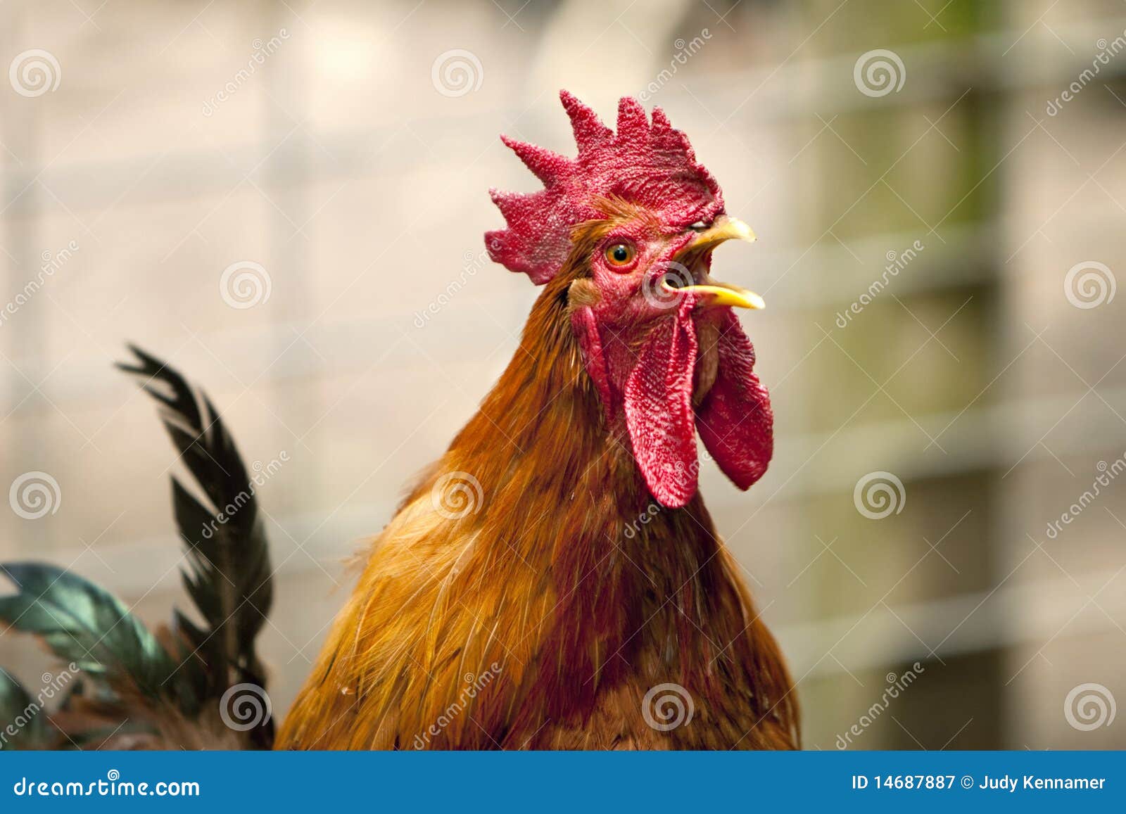 Cacareo Anaranjado Del Gallo Imagen de archivo - Imagen de peine, pollo ...