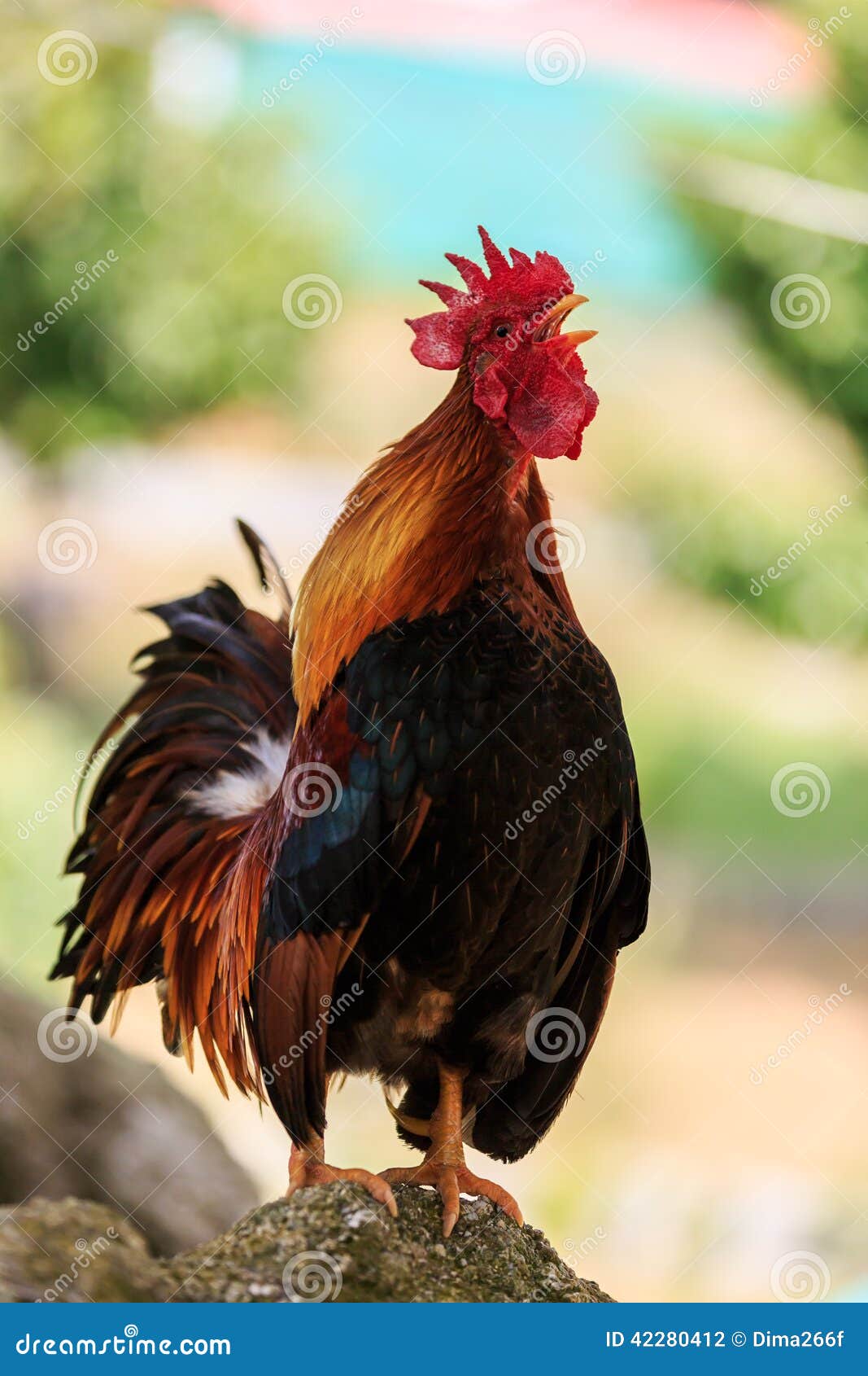 Cacareo colorido del gallo foto de archivo. Imagen de poultry - 42280412