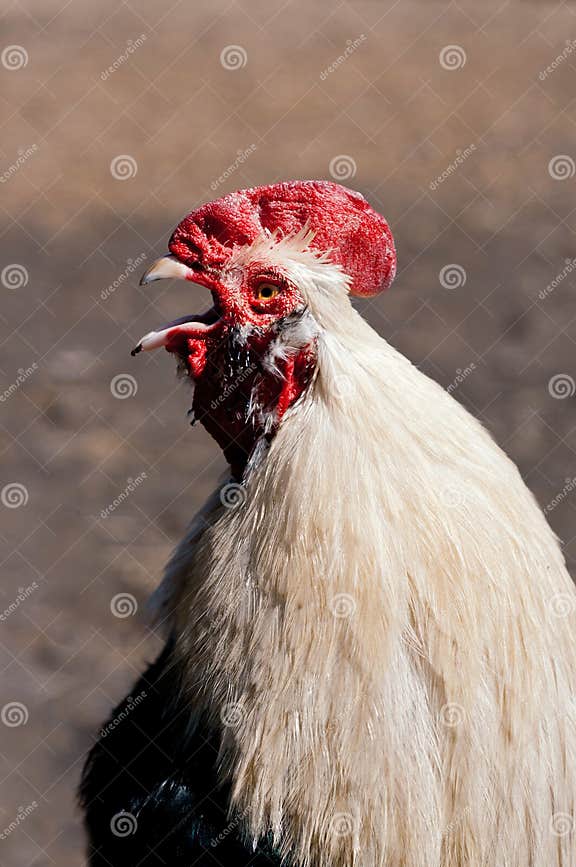 Cacareo del gallo foto de archivo. Imagen de gallo, rural - 26438544