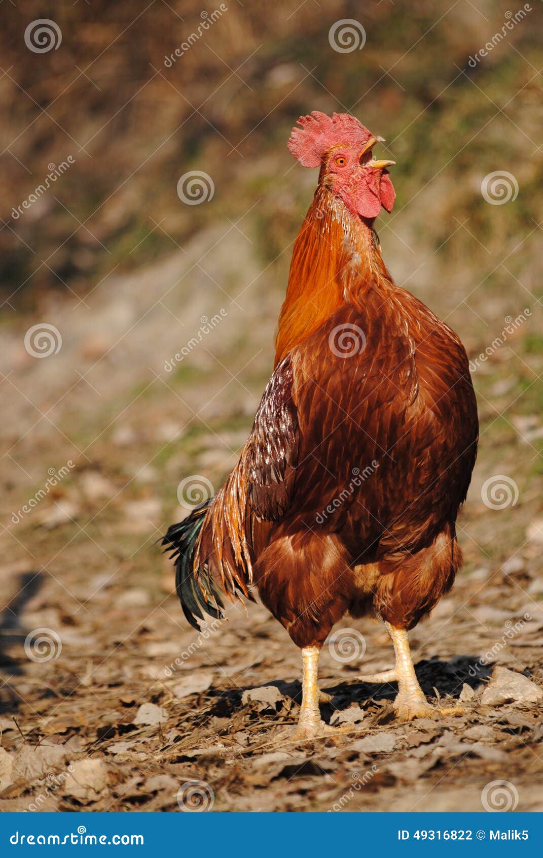 Cacareo del gallo foto de archivo. Imagen de poultry - 49316822