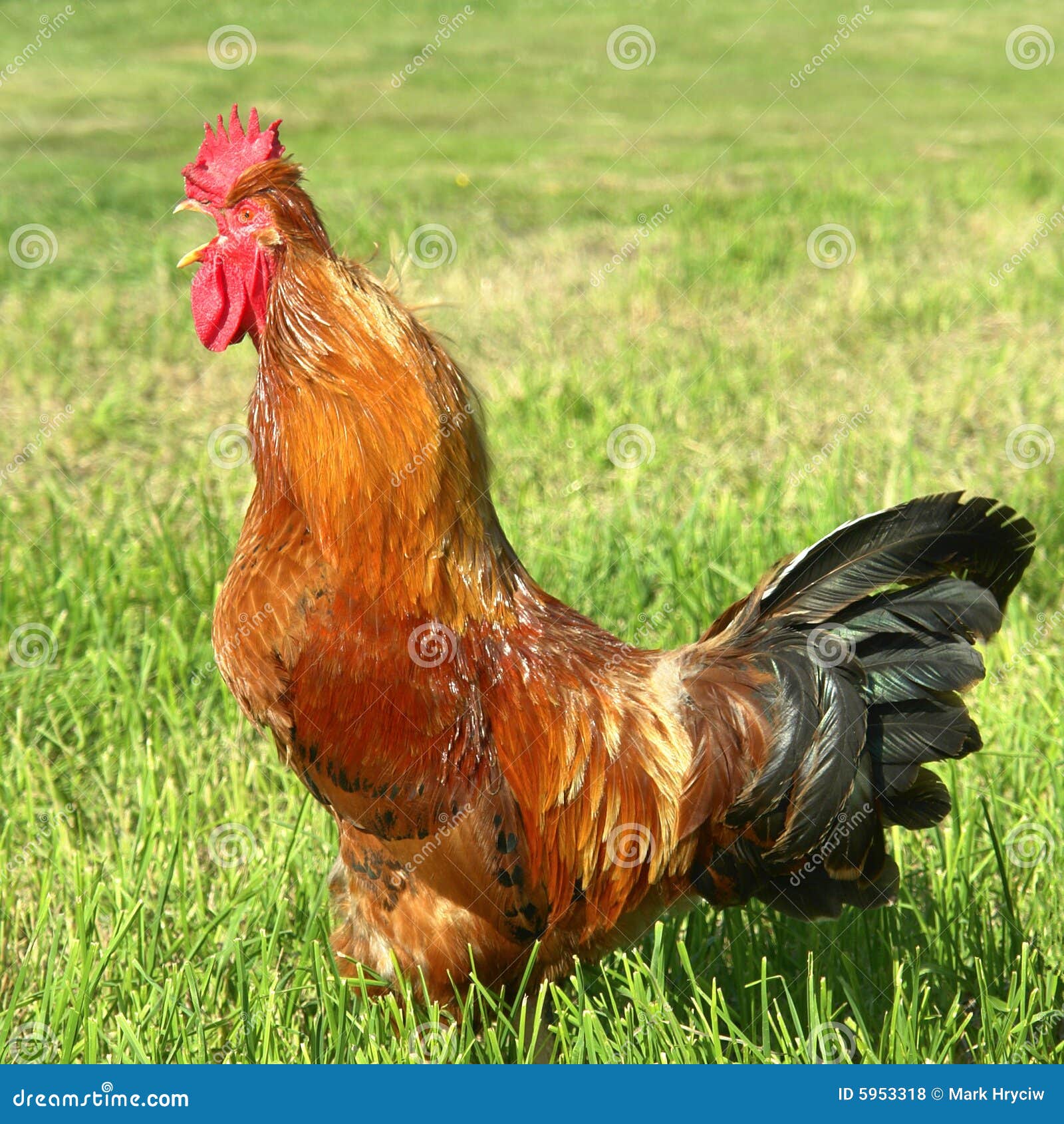 Cacareo del gallo foto de archivo. Imagen de rango, pollo - 5953318