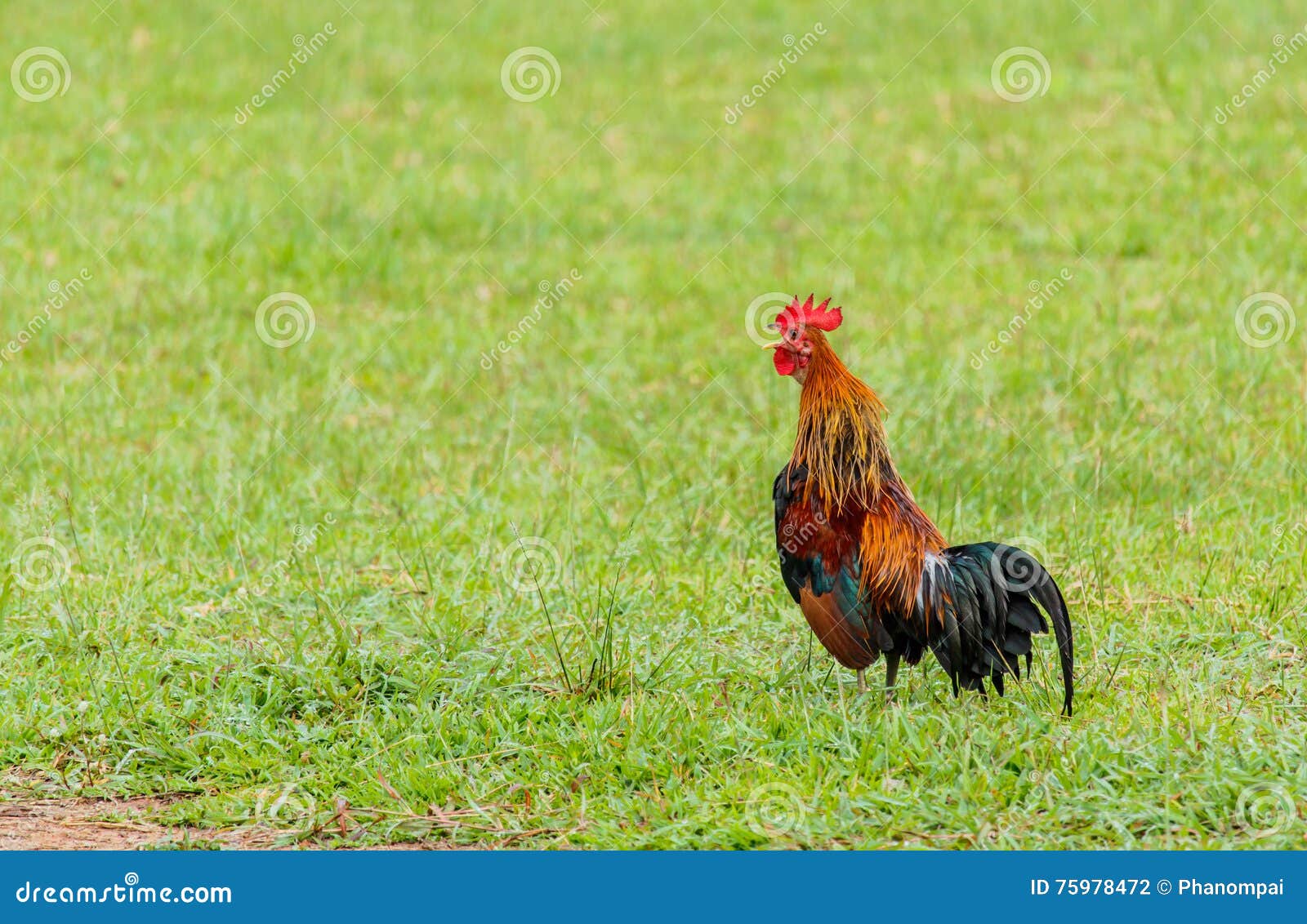 Cacareo del gallo foto de archivo. Imagen de pollos, elegante - 75978472