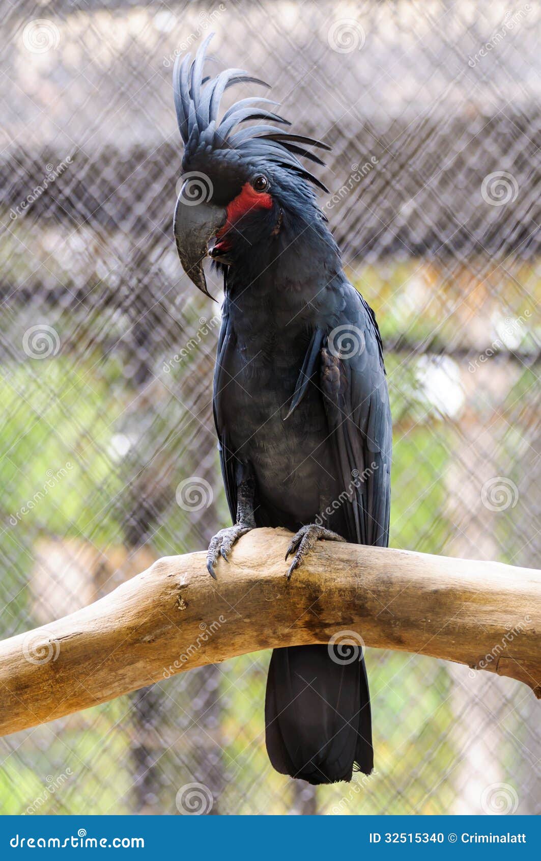 Cacatúa negra de la palma foto de archivo. Imagen de color - 32515340