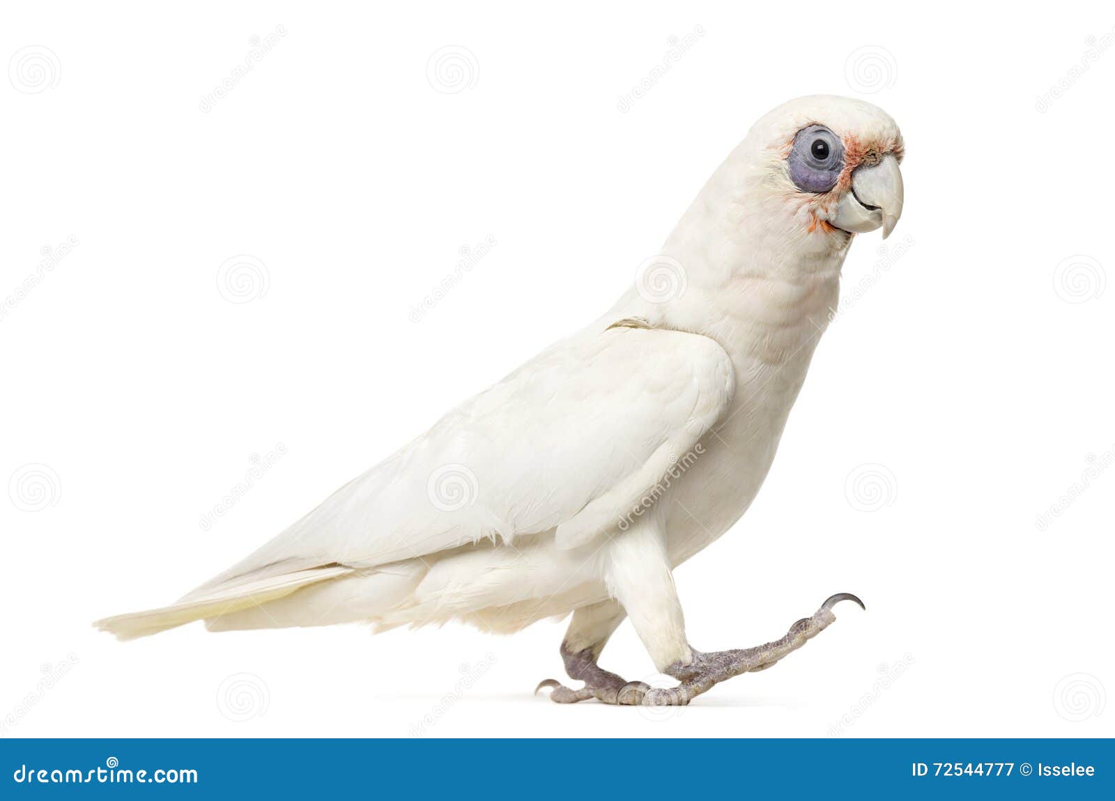 Cacatoès Isolated Stock Photos - Free & Royalty-Free Stock Photos from ...