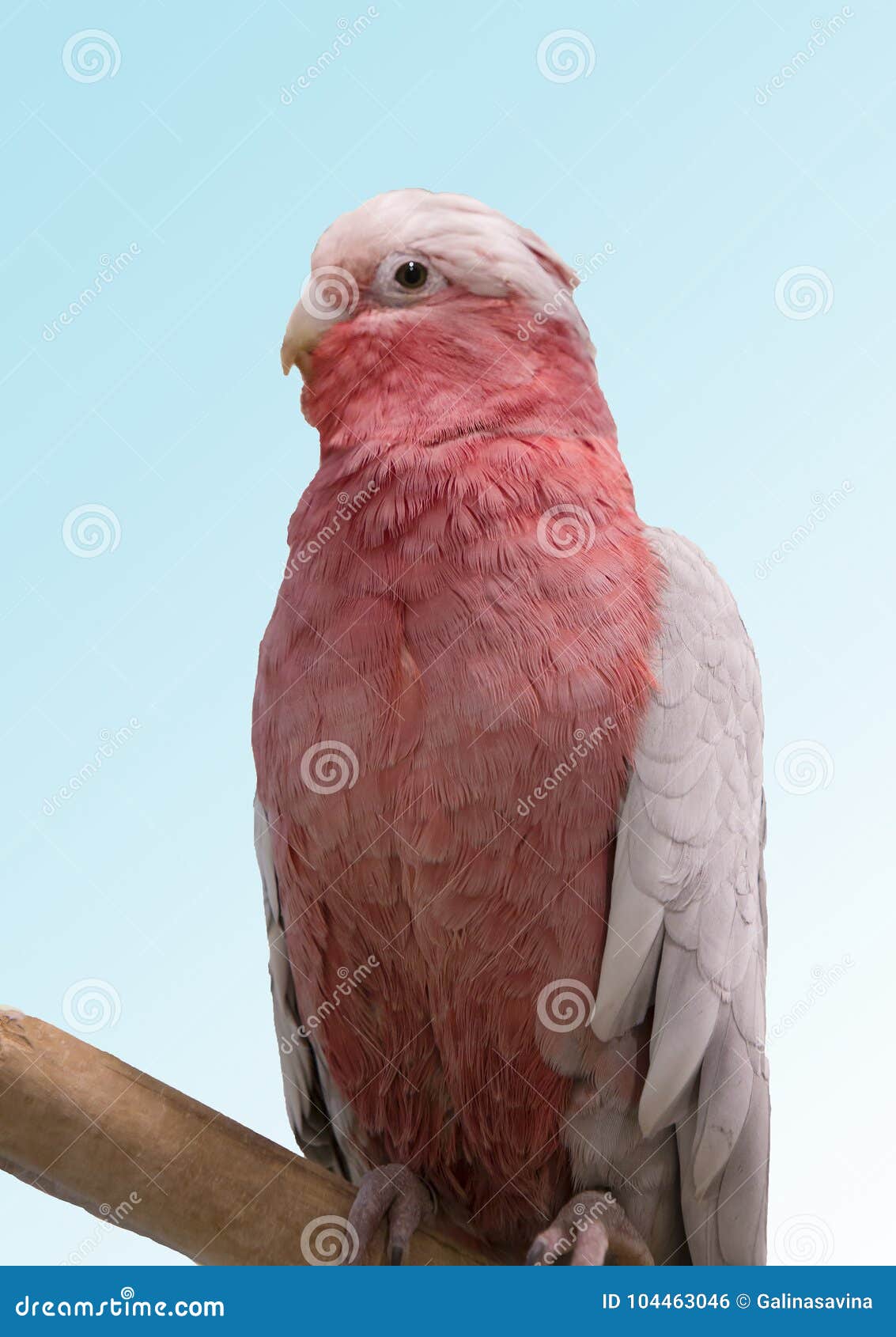 Cacatua Do Galah Da Cacatua Cor-de-rosa Foto de Stock - Imagem de ...