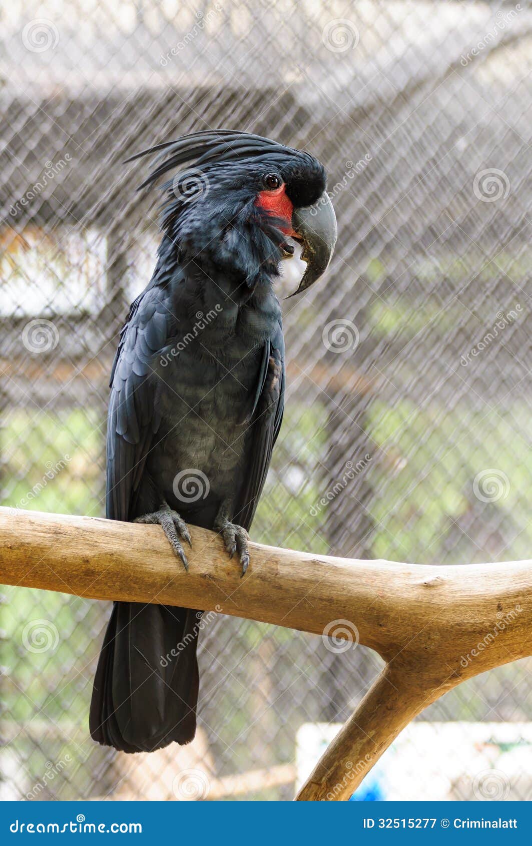 Cacatua nera della palma immagine stock. Immagine di colore - 32515277