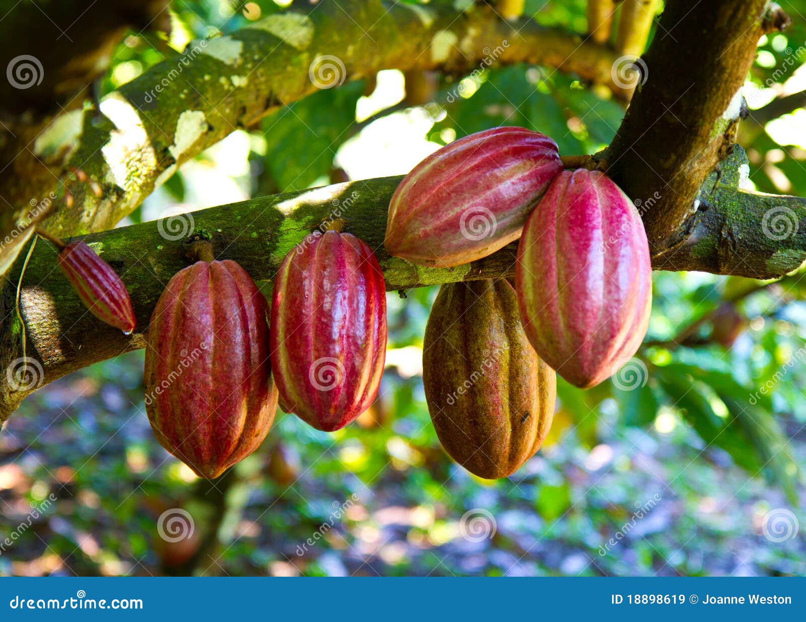 Cacau fresco imagem de stock. Imagem de agricultura, fazenda - 18898619