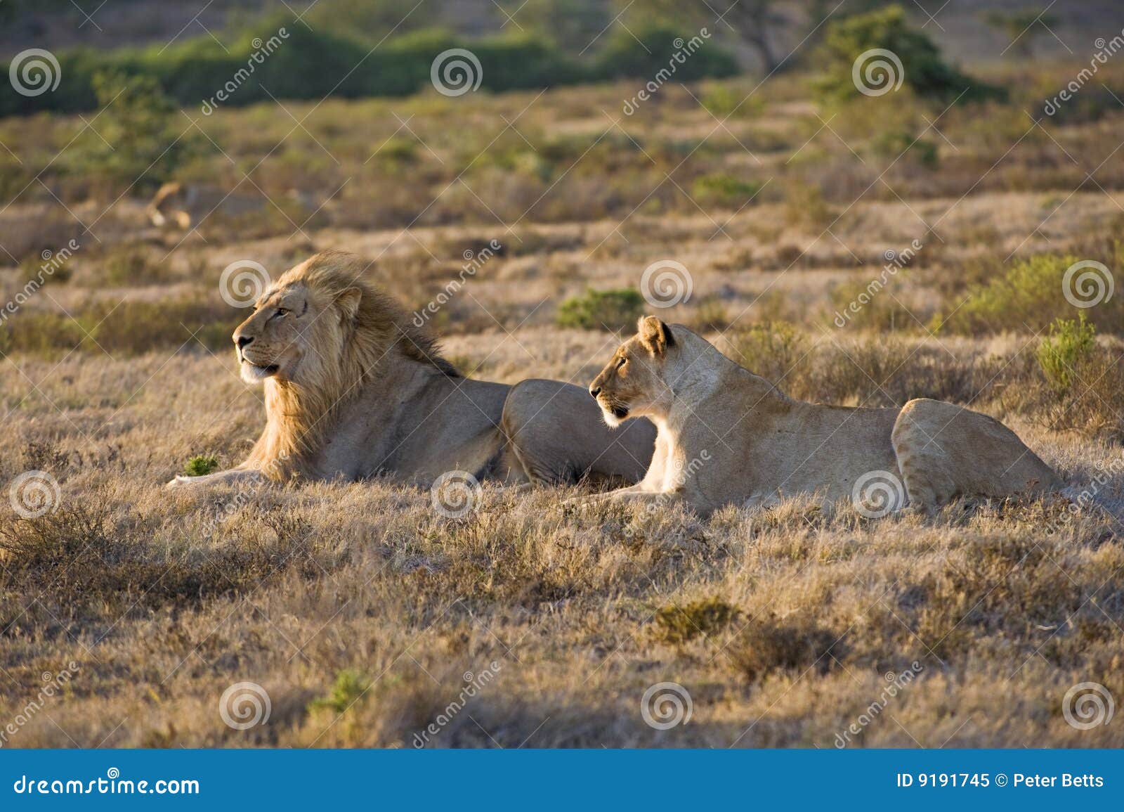 Caccia dei leoni immagine stock. Immagine di leone, penombra - 9191745