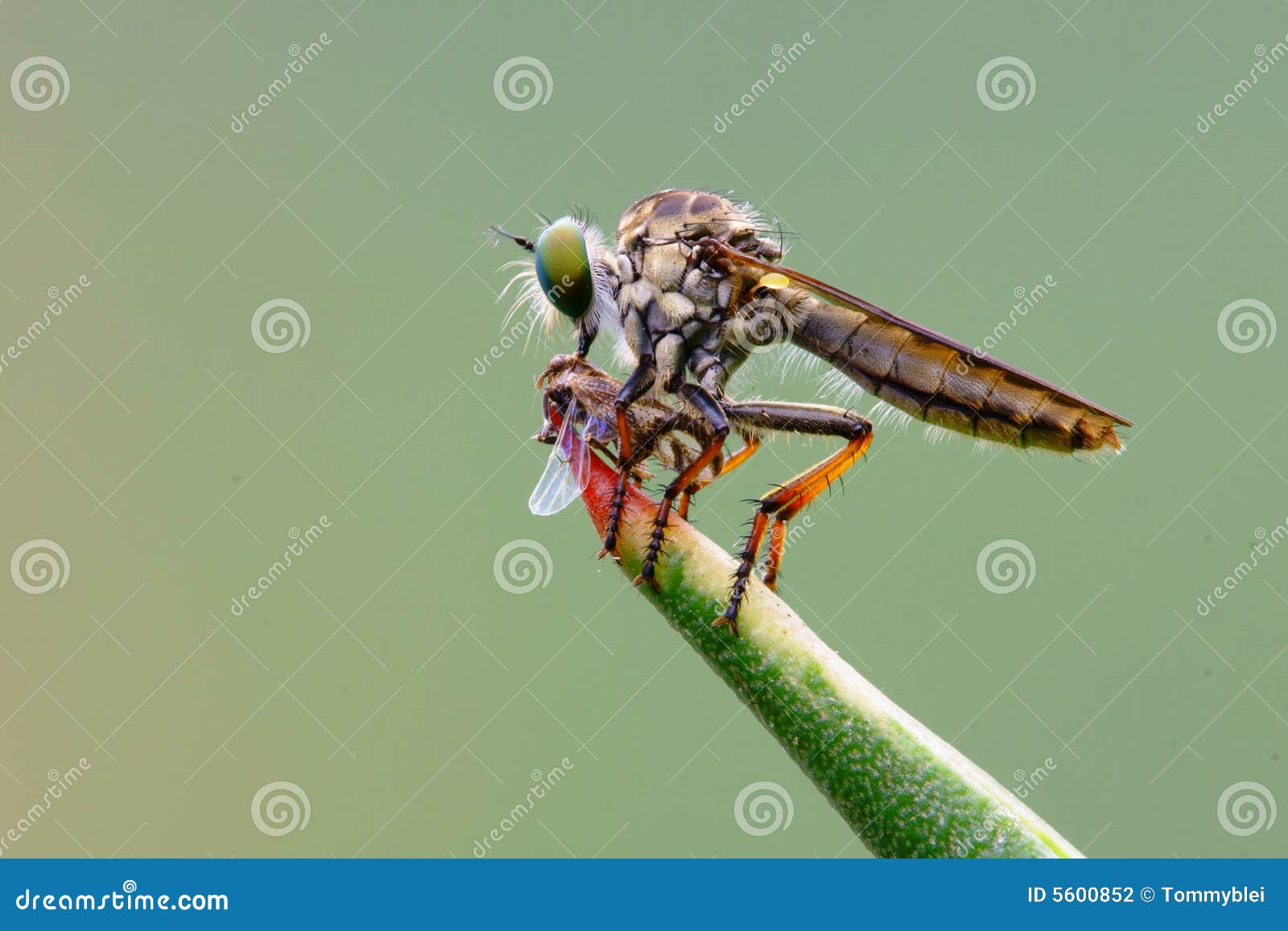Caccia della mosca fotografia stock. Immagine di natura - 5600852
