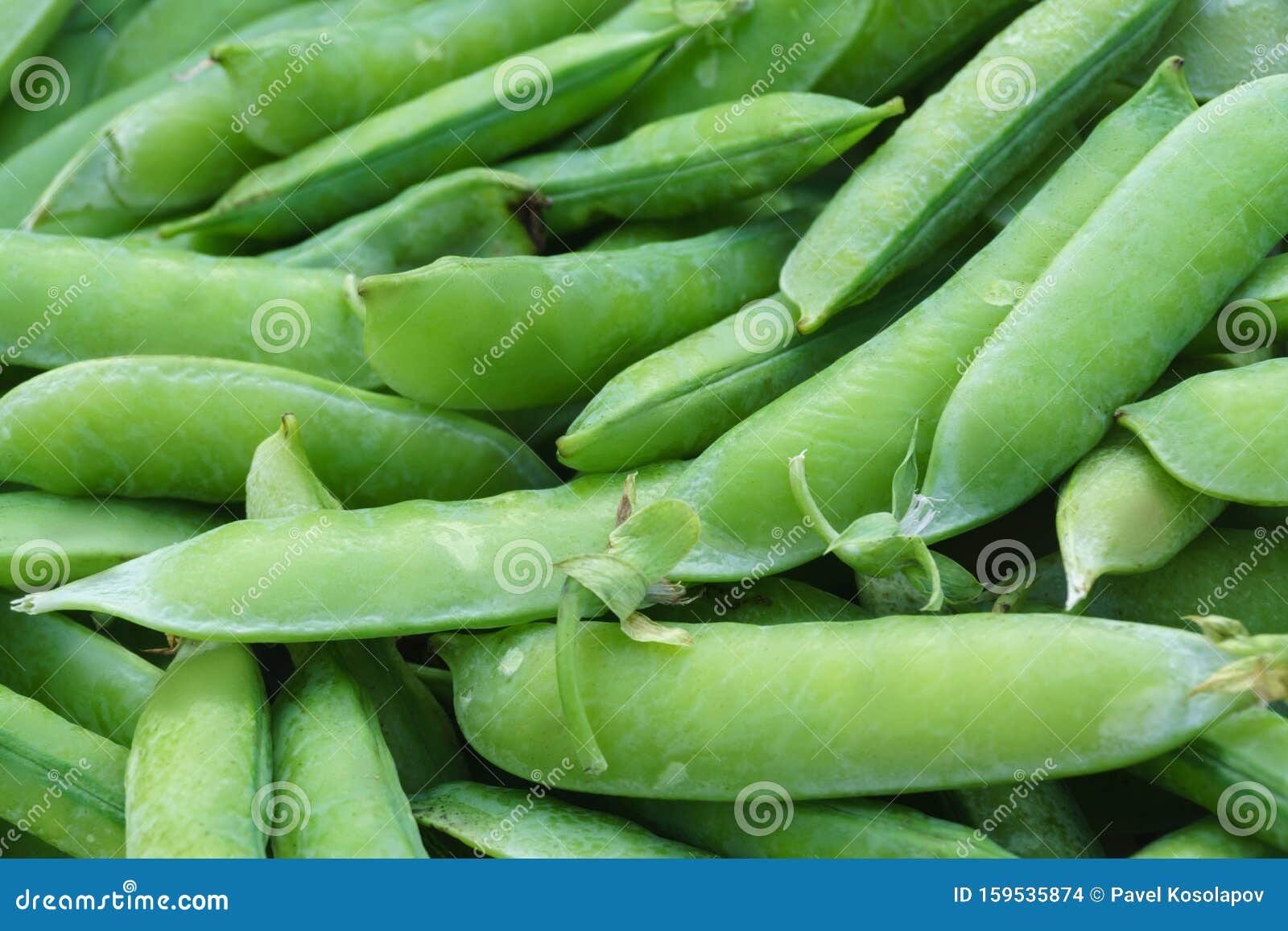 Cacerolas verdes foto de archivo. Imagen de legumbre - 159535874