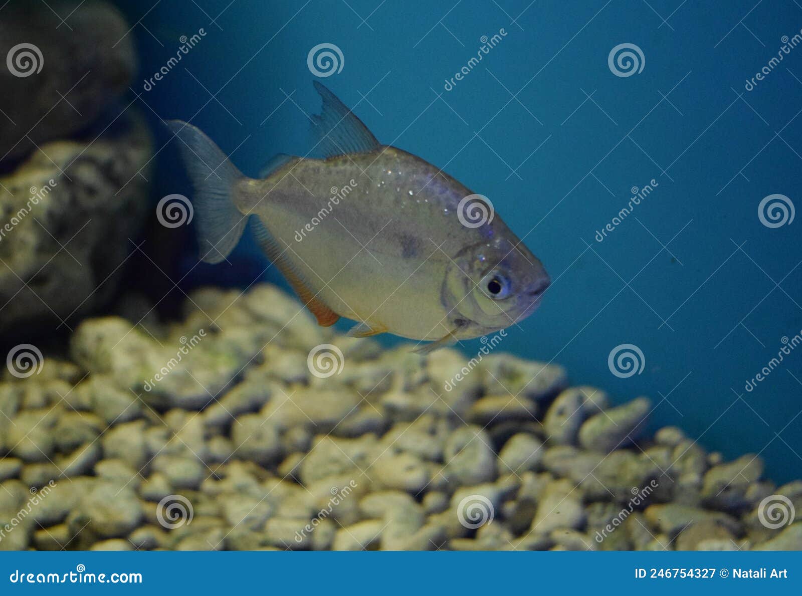 Cachama or Pacu Fish. Aquarium Stock Image - Image of venezuela, black ...