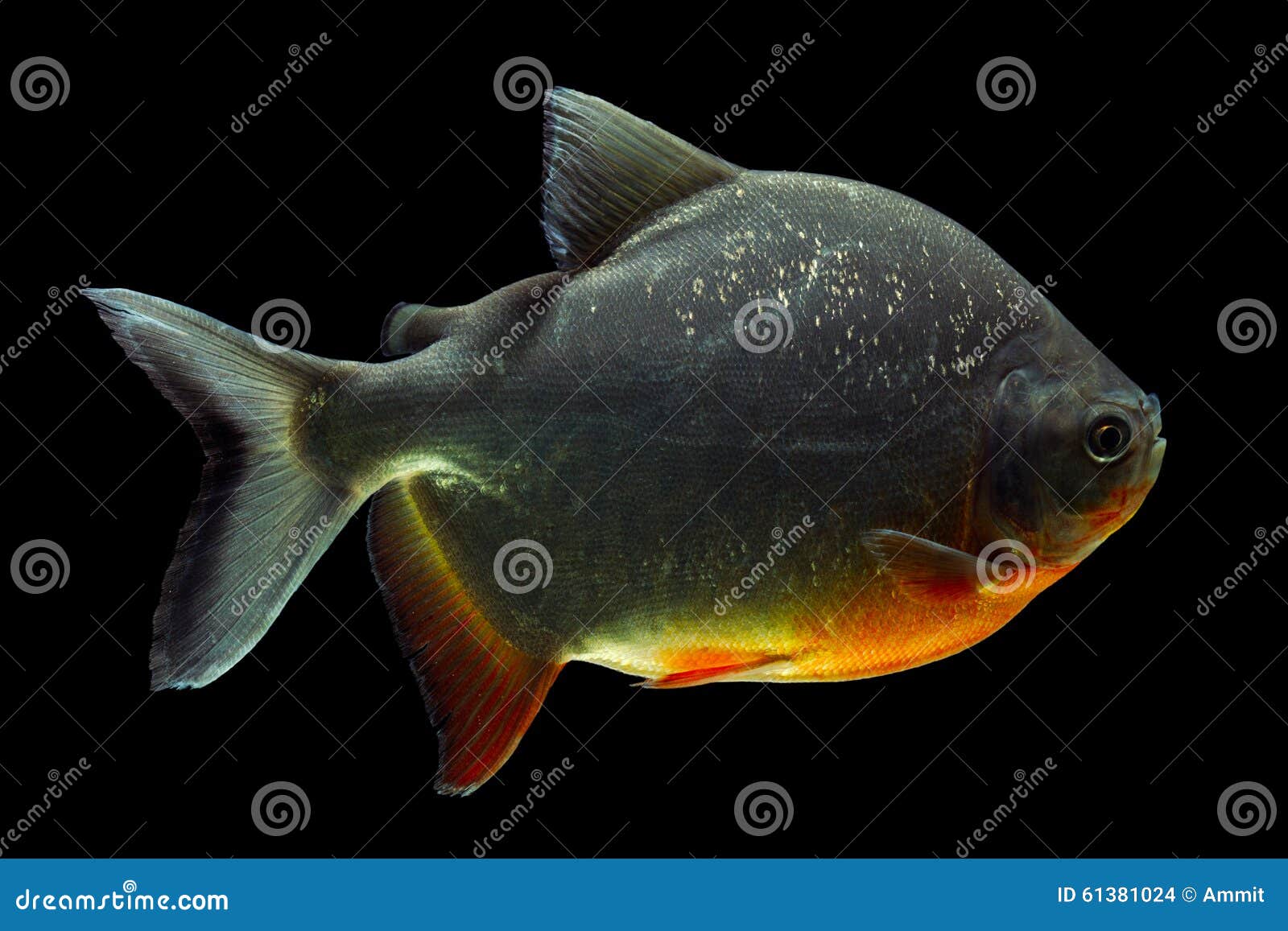 Cachama or Pacu stock photo. Image of characin, farming - 61381024