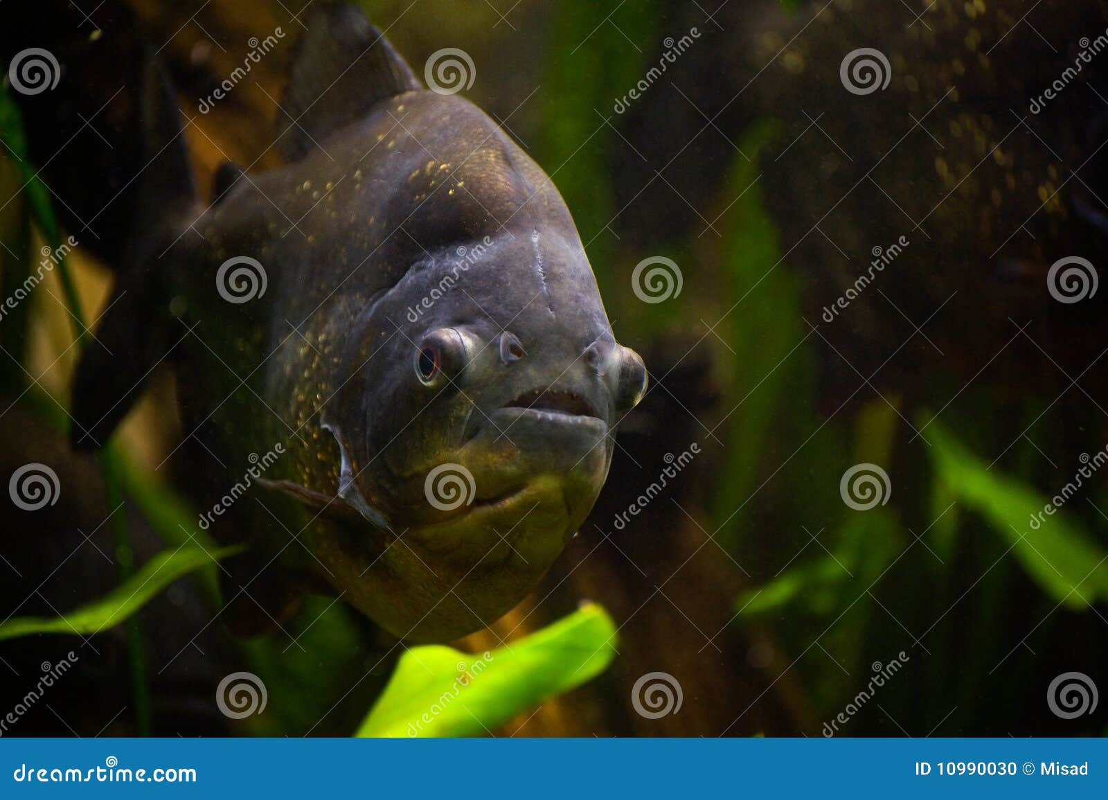 Cachama - Piranha stock photo. Image of killer, head - 10990030