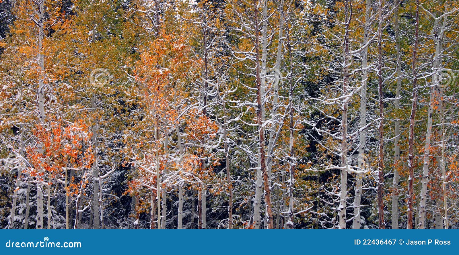 Cache National Forest - Utah Stock Image - Image of bright, natural ...