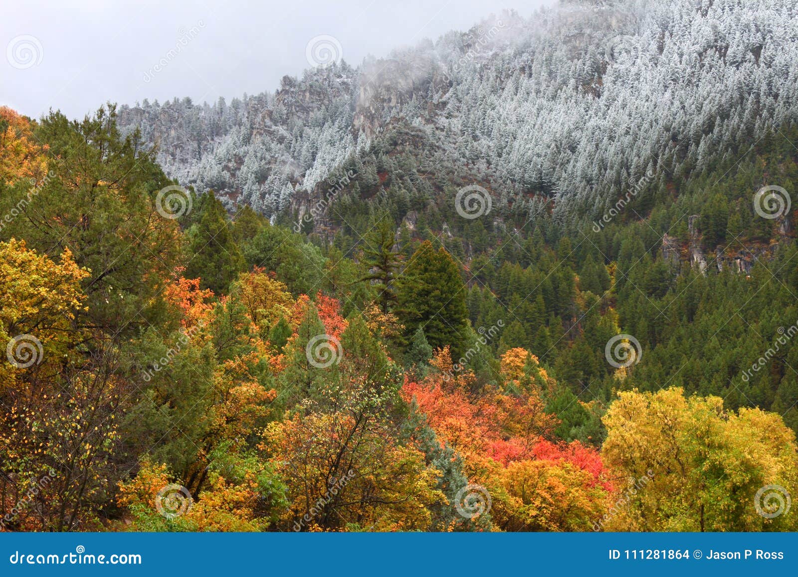Cache National Forest Utah stock photo. Image of bright - 111281864