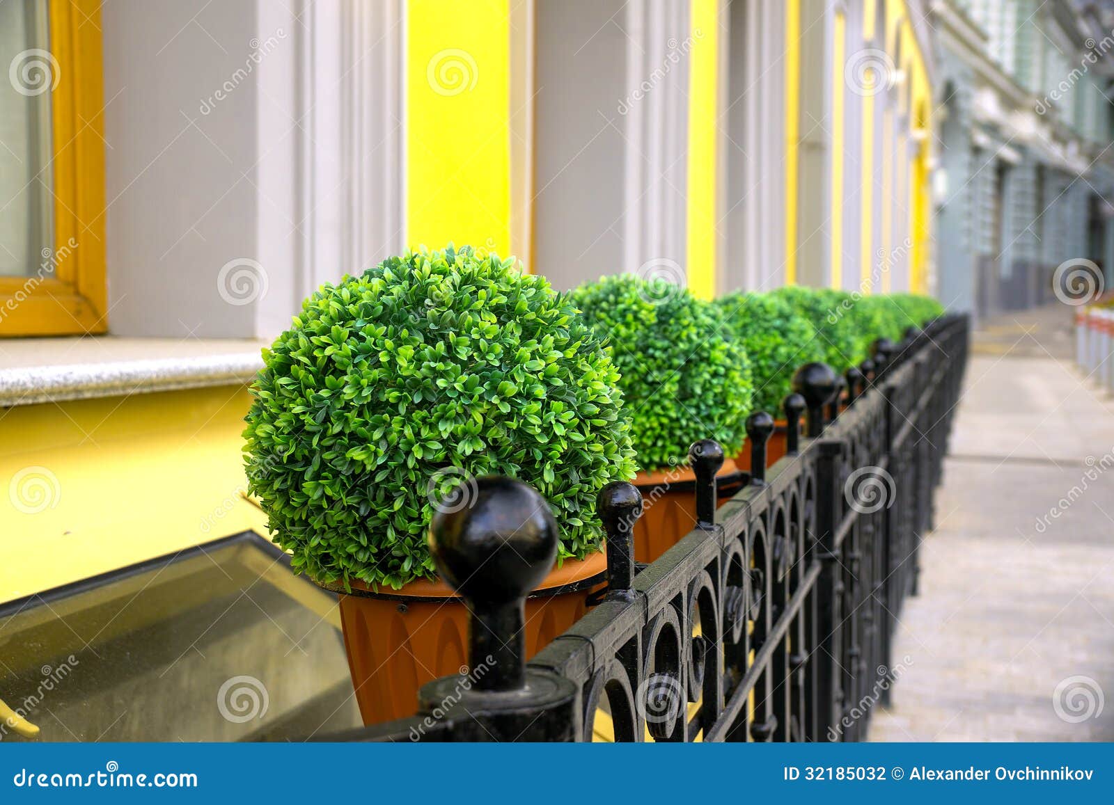 Cache-pot With Plants Stock Photo | CartoonDealer.com #32185032