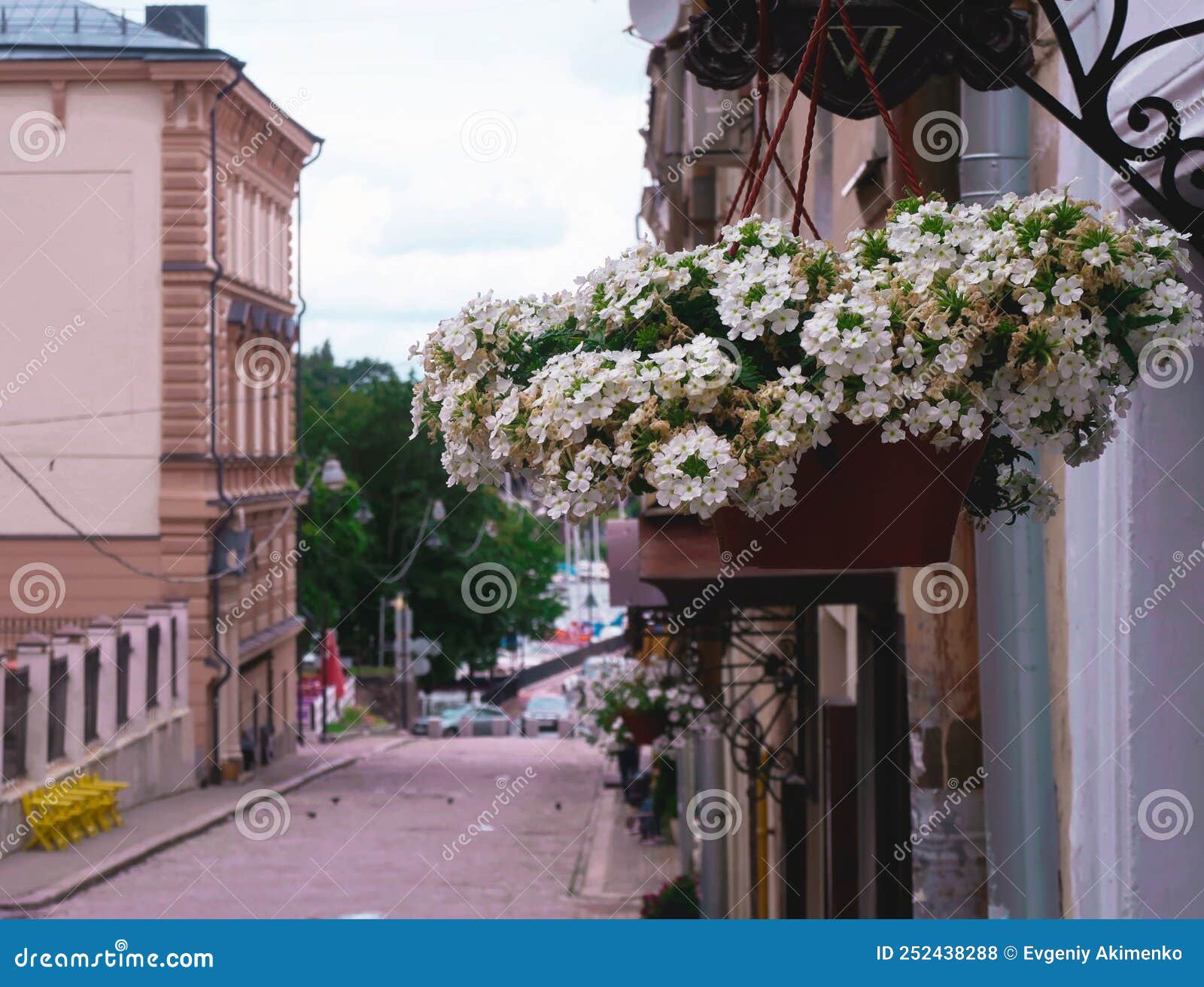 Cache-pot with White Flowers for Street Decoration Stock Photo - Image ...