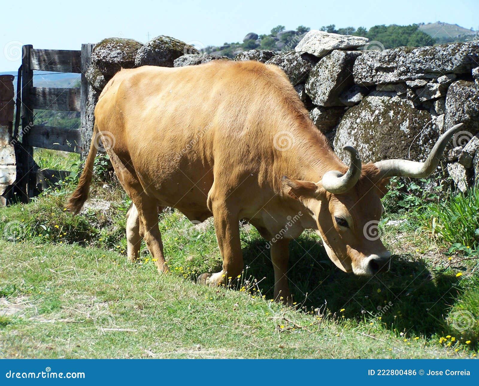 A Cachena bull stock photo. Image of green, country - 222800486