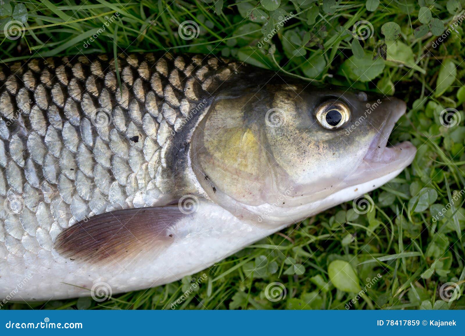 Cacho, El Pescado De Agua Dulce Detalladamente Imagen de archivo ...