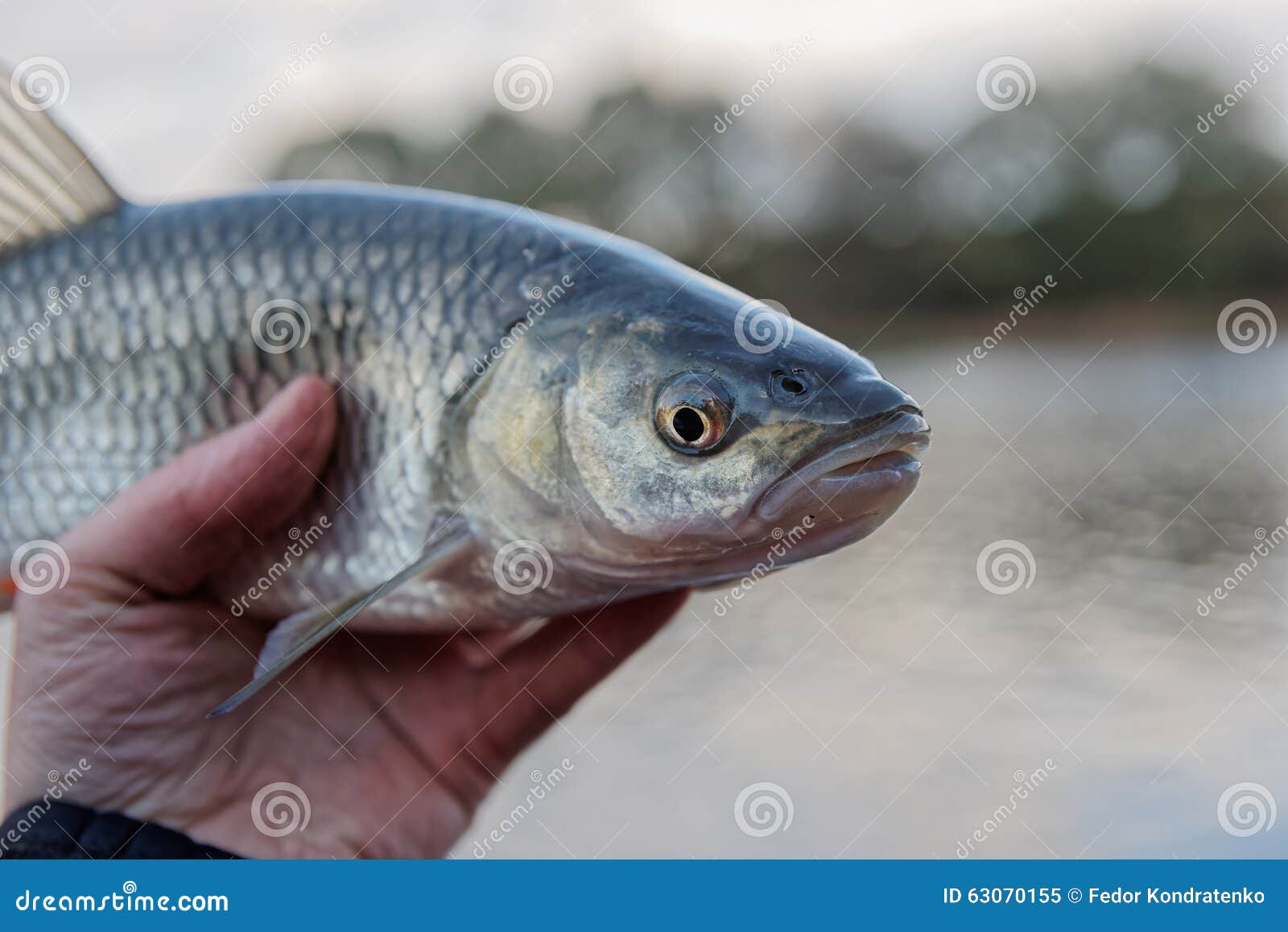 Cacho En La Mano Del Pescador Imagen de archivo - Imagen de animal ...