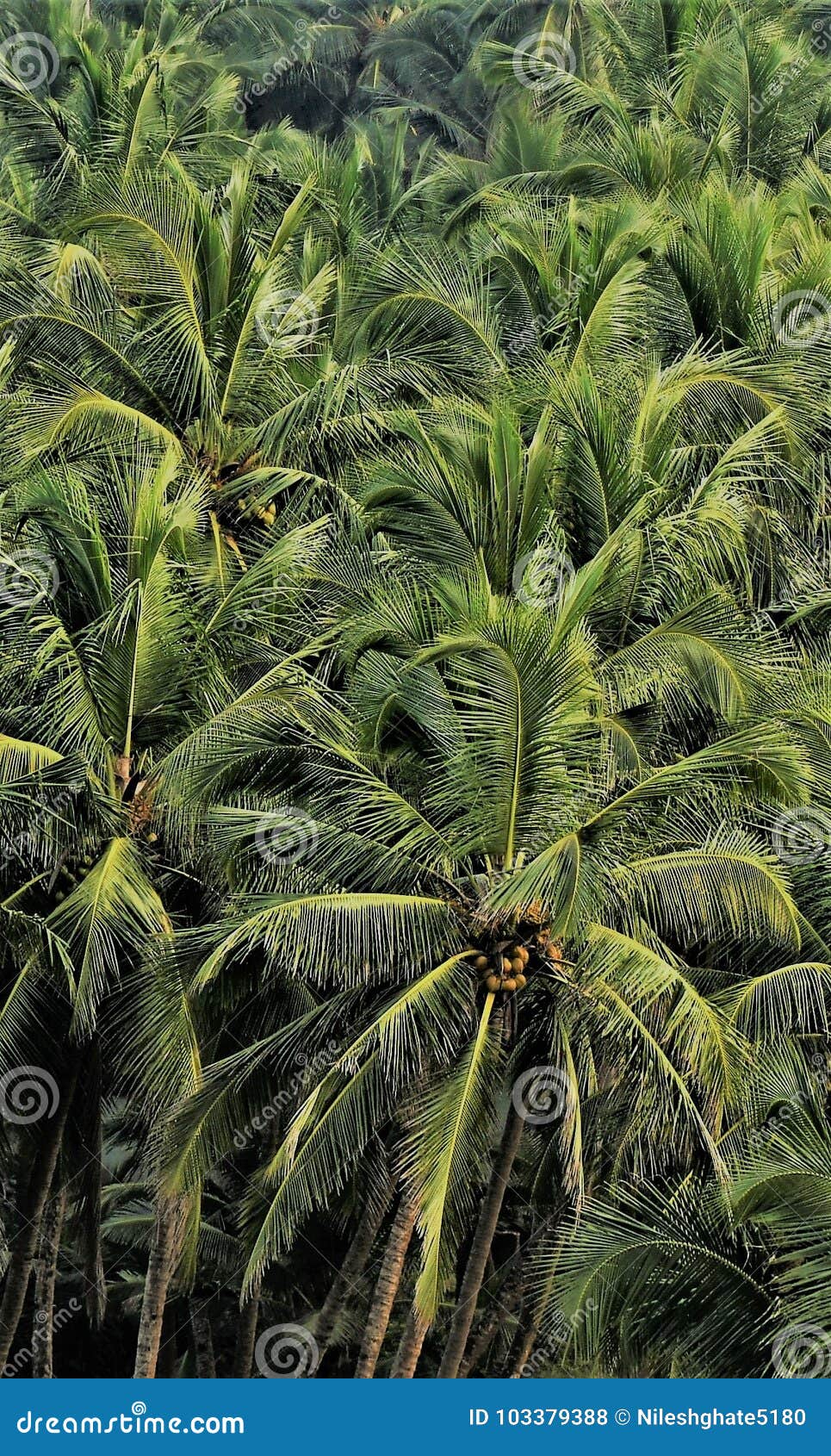 Cacho Verde Do Coco Para O Papel De Parede E O Fundo Do Telefone ...
