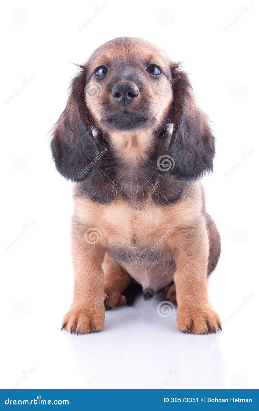 Cachorrinho imagem de stock. Imagem de câmara, frente - 30573351