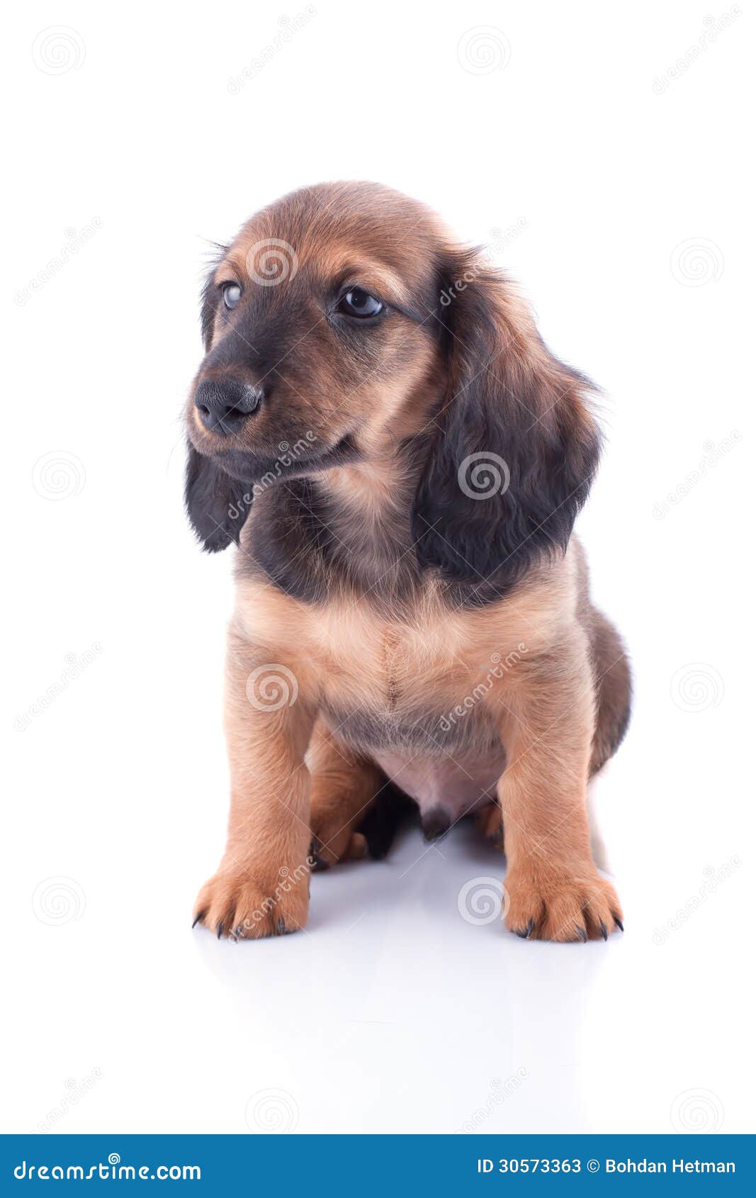 Cachorrinho imagem de stock. Imagem de vida, humor, pets - 30573363