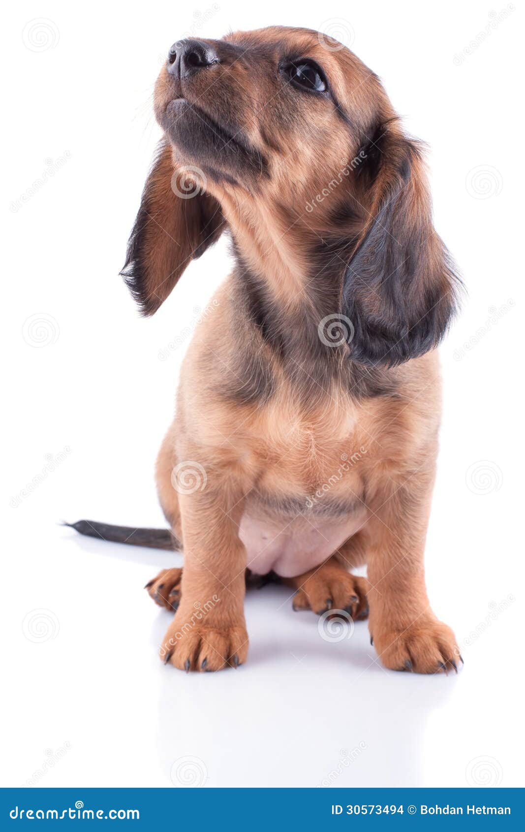 Cachorrinho foto de stock. Imagem de curiosidade, corte - 30573494