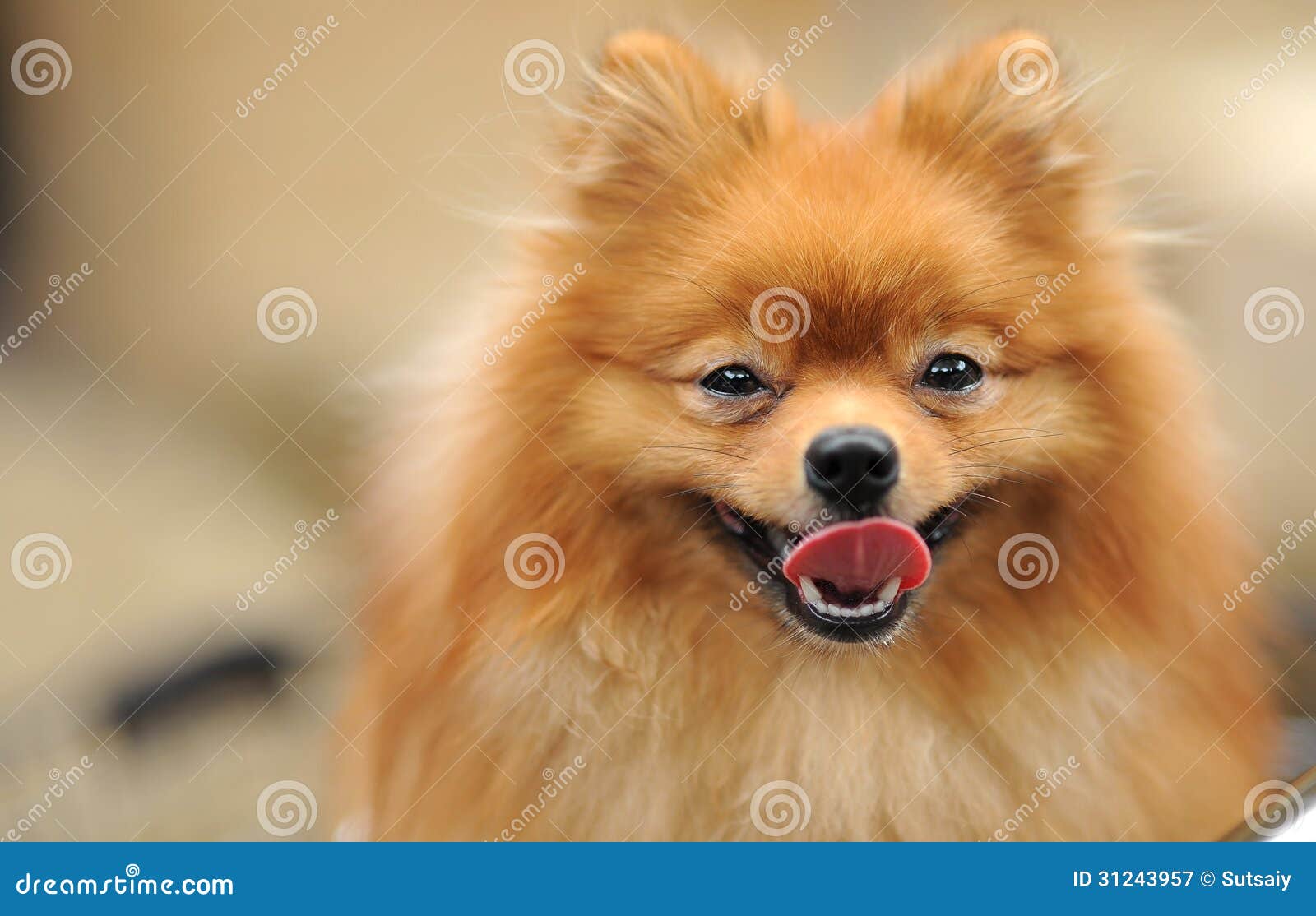 Cachorrinho imagem de stock. Imagem de amor, pele, bege - 31243957