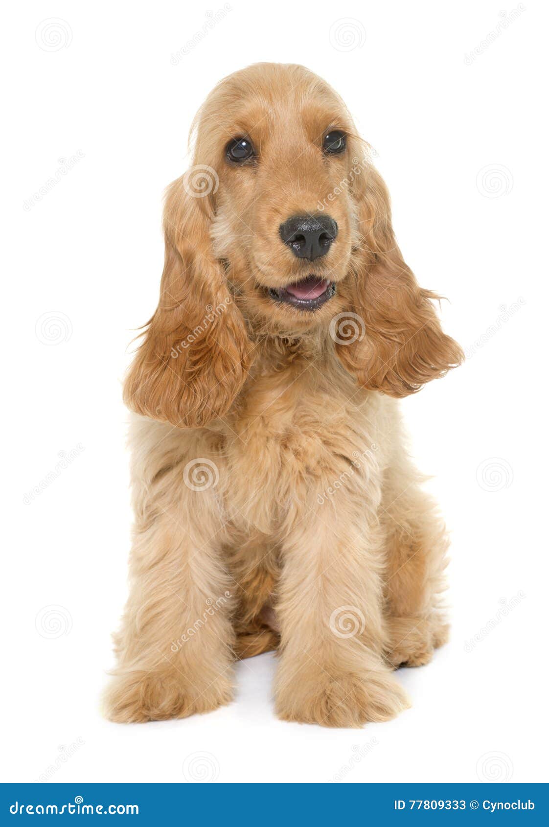Cachorrinho cocker spaniel imagem de stock. Imagem de branco - 77809333