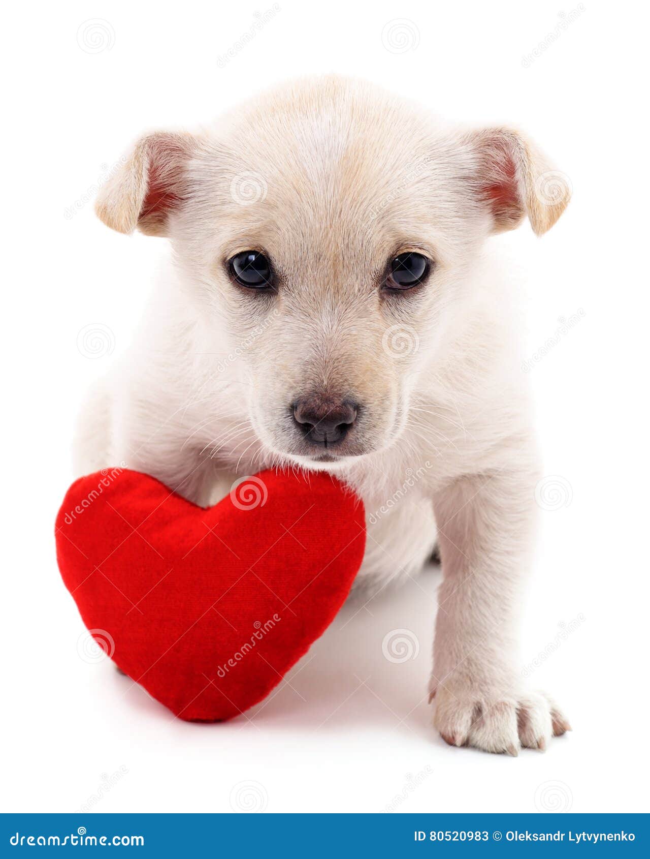 Cachorrinho com coração imagem de stock. Imagem de pequeno - 80520983