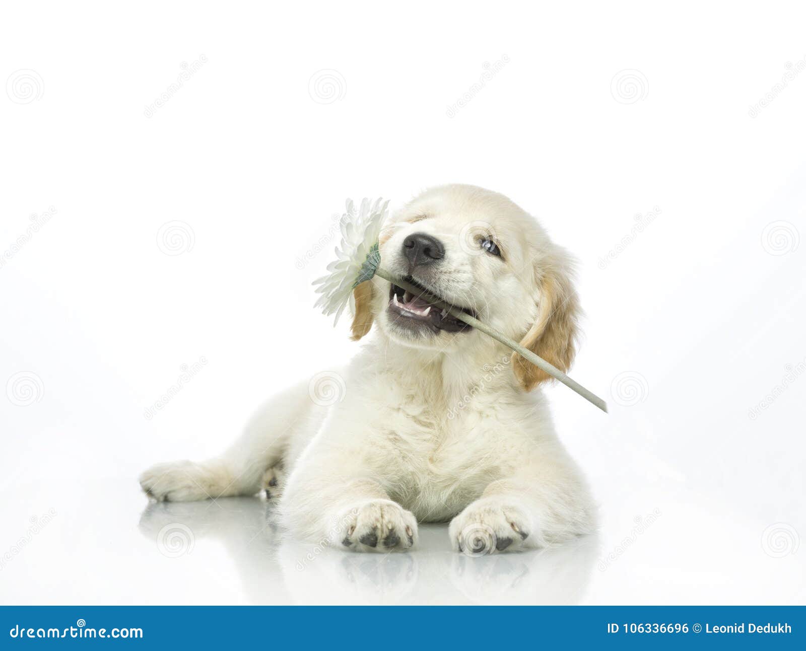 Cachorrinho Com a Flor Na Boca Foto de Stock - Imagem de branco, canino ...