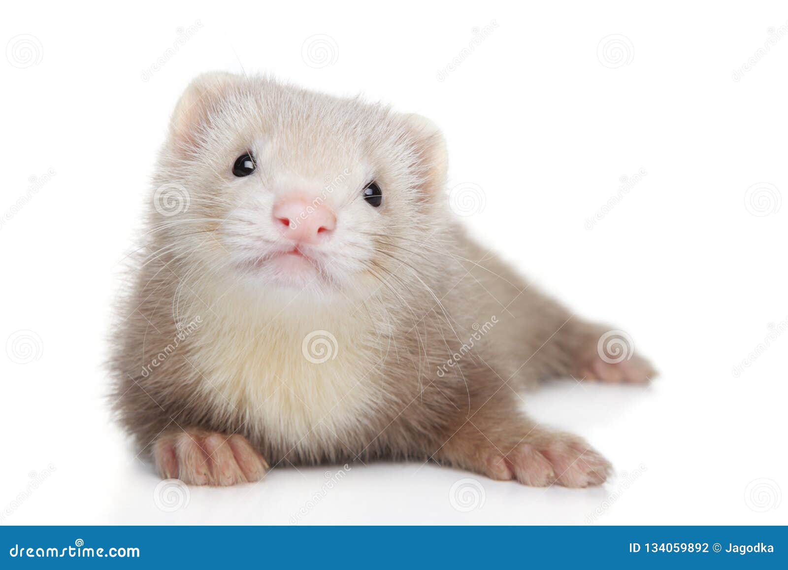 Cachorrinho Do Polecat Que Levanta Em Um Branco Foto de Stock - Imagem ...
