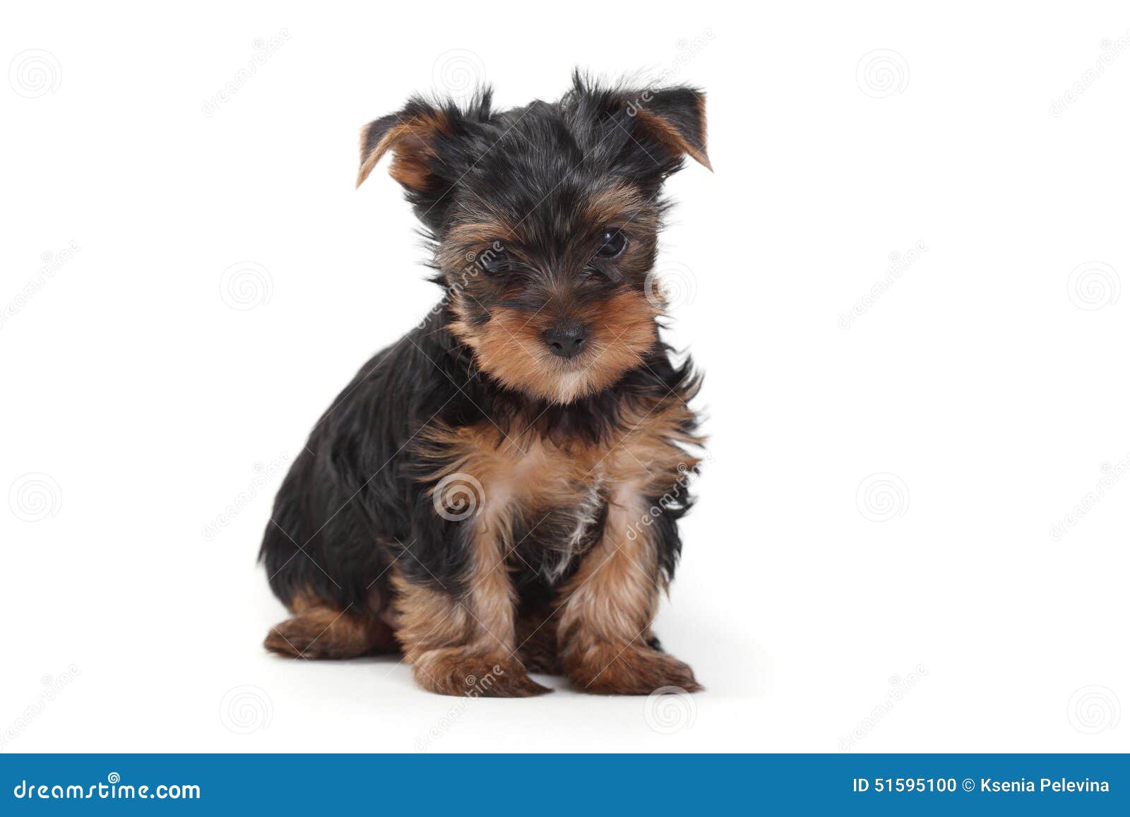 Cachorrinho Do Yorkshire Terrier Isolado No Fundo Branco Foto de Stock ...