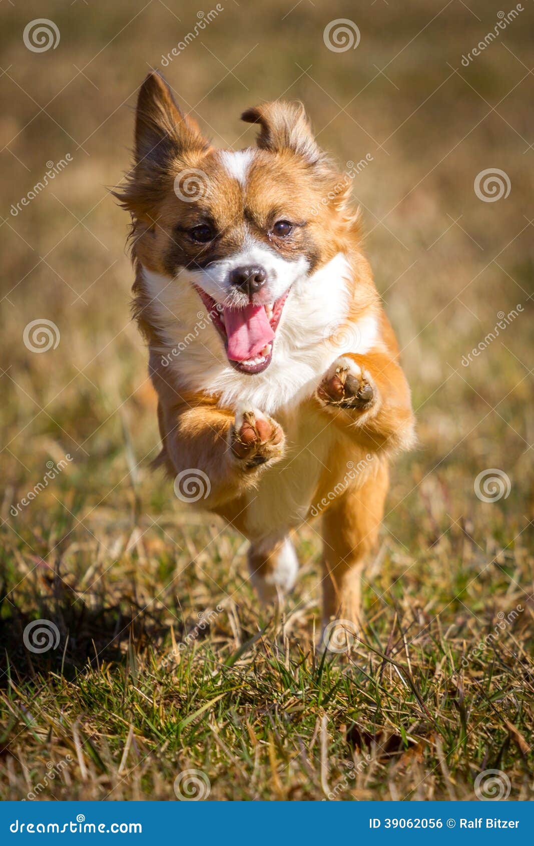 Cachorrinho feliz foto de stock. Imagem de nariz, quadruplicado - 39062056