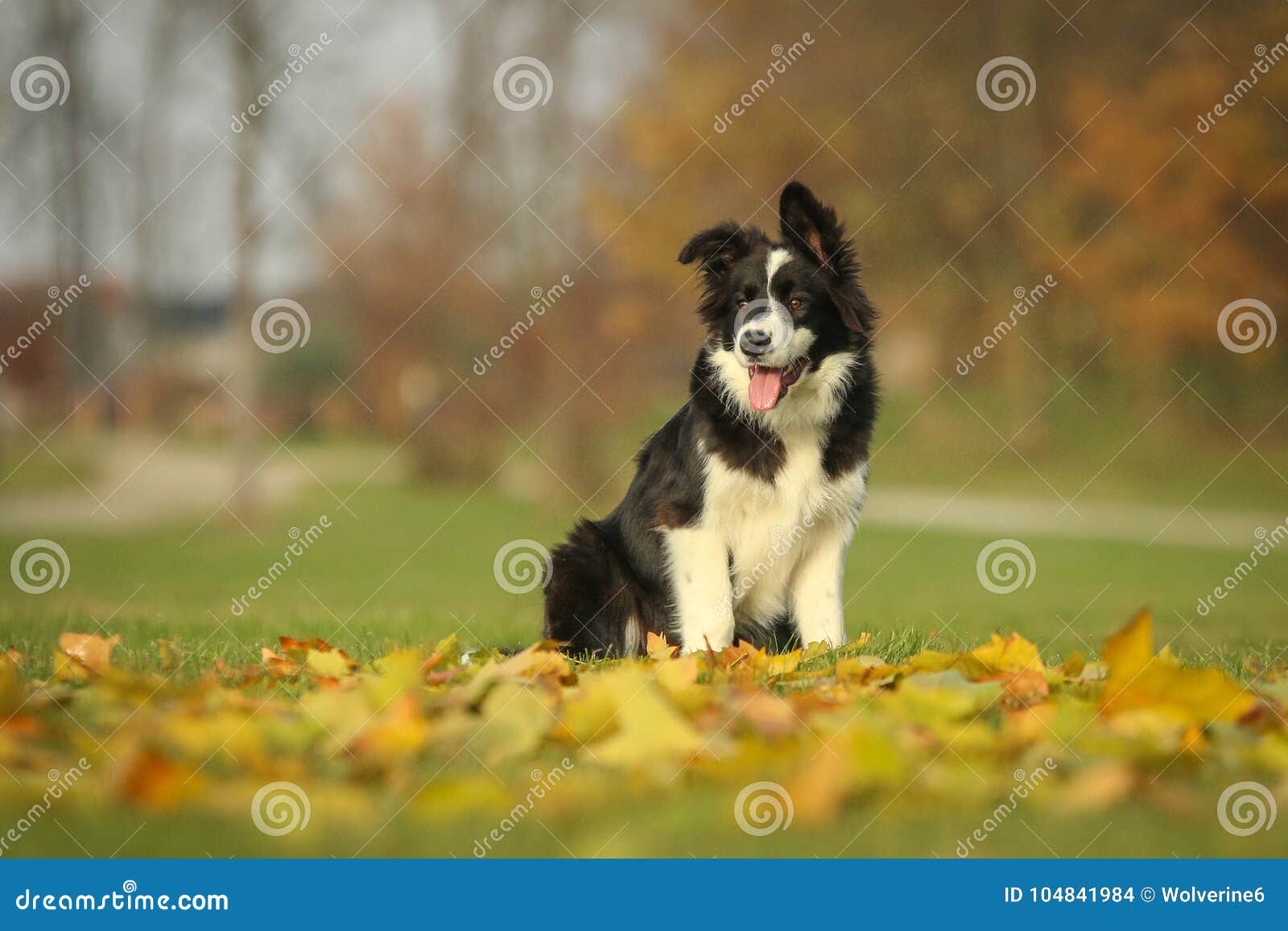 Cachorrinho Feliz De Border Collie Foto de Stock - Imagem de outono ...