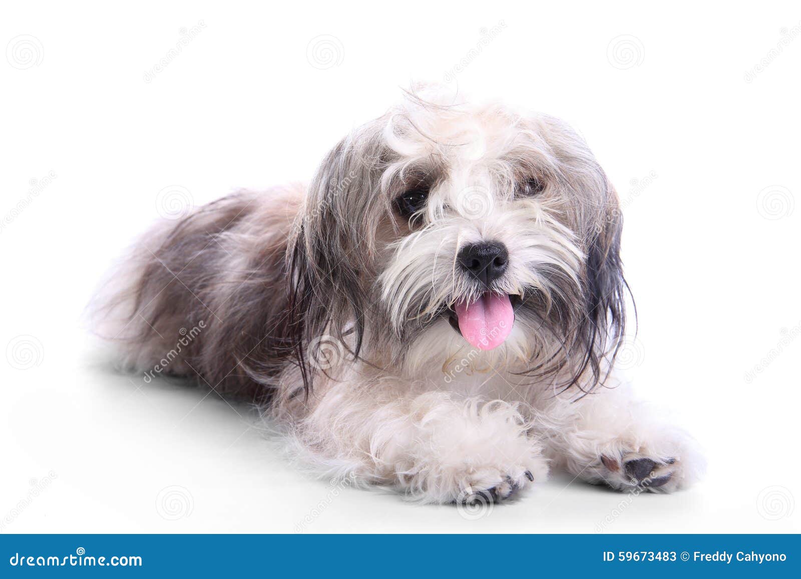Cachorrinho feliz sujo imagem de stock. Imagem de corpo - 59673483