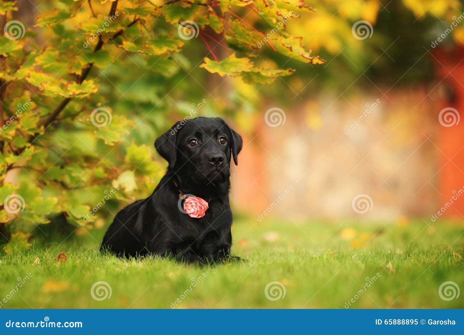 Cachorrinho Triste De Labrador Imagem de Stock - Imagem de flor, jardim ...